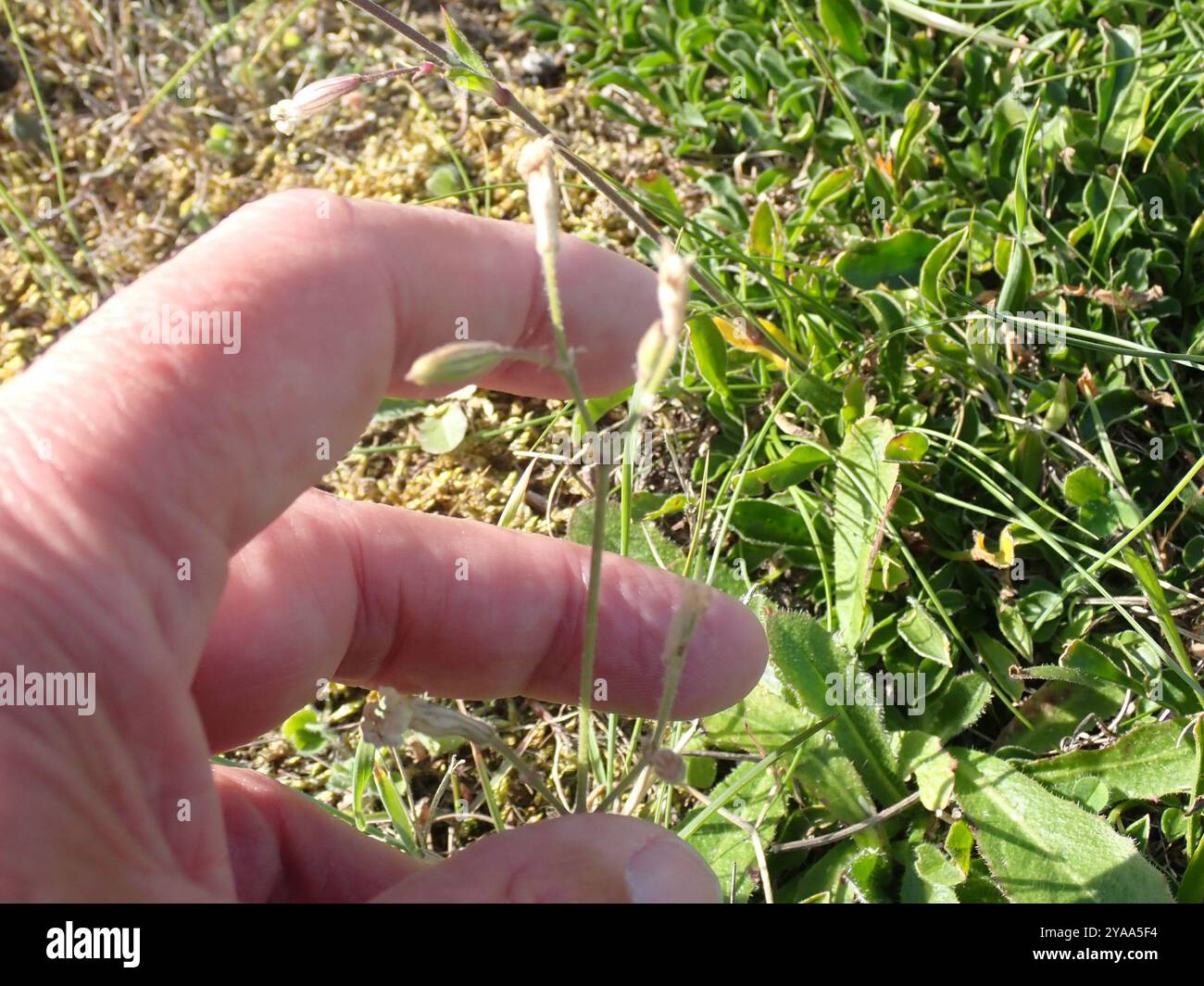 Nottingham Catchfly (Silene nutans) Plantae Stock Photo - Alamy