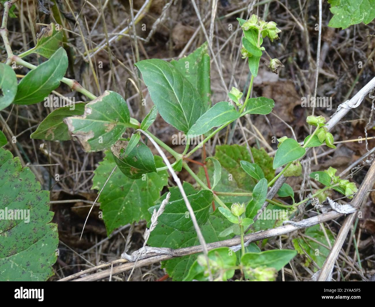 Wild Four o'Clock (Mirabilis nyctaginea) Plantae Stock Photo - Alamy