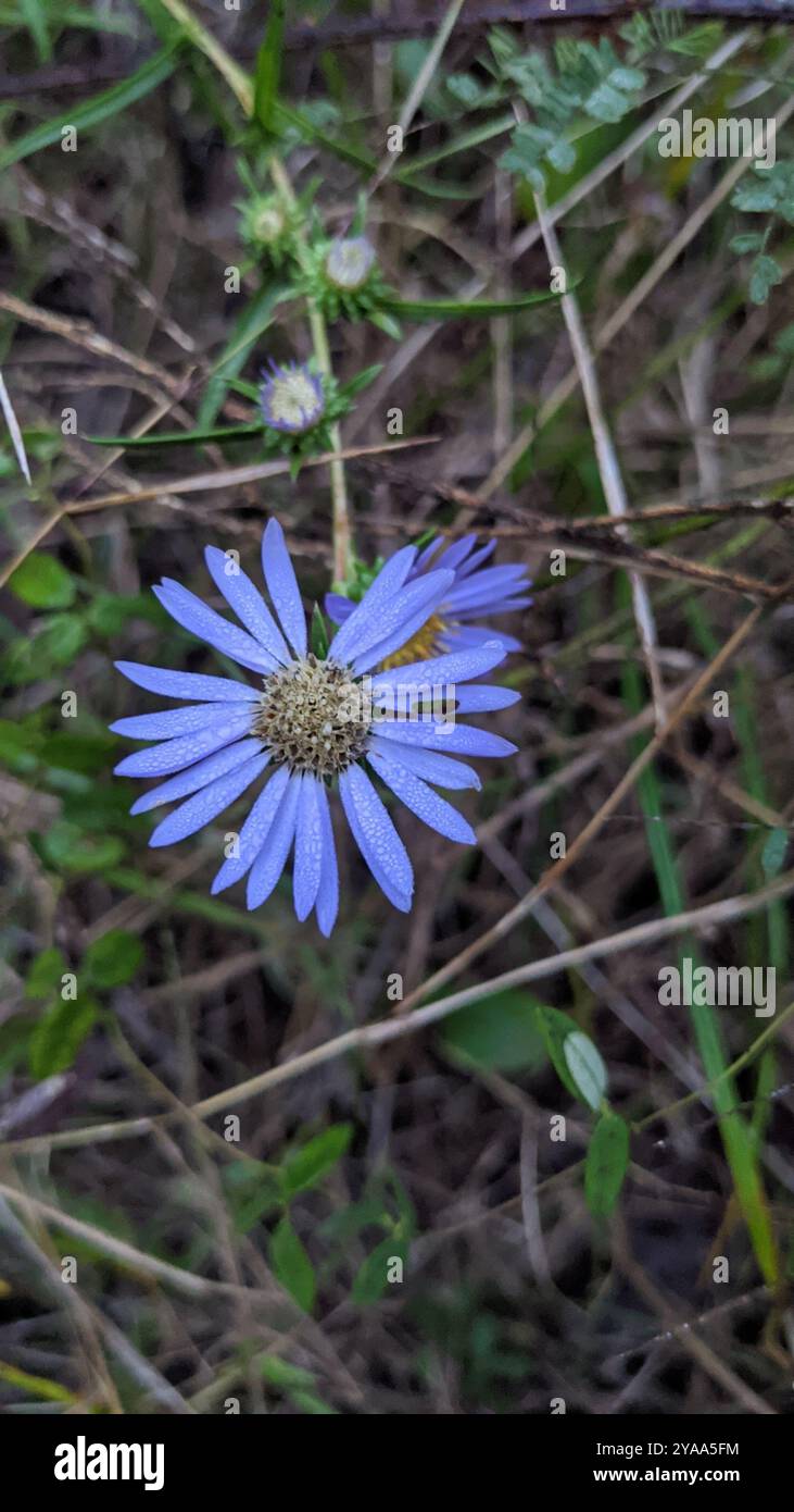 Grass-leaved prairie aster (Eurybia hemispherica) Plantae Stock Photo - Alamy
