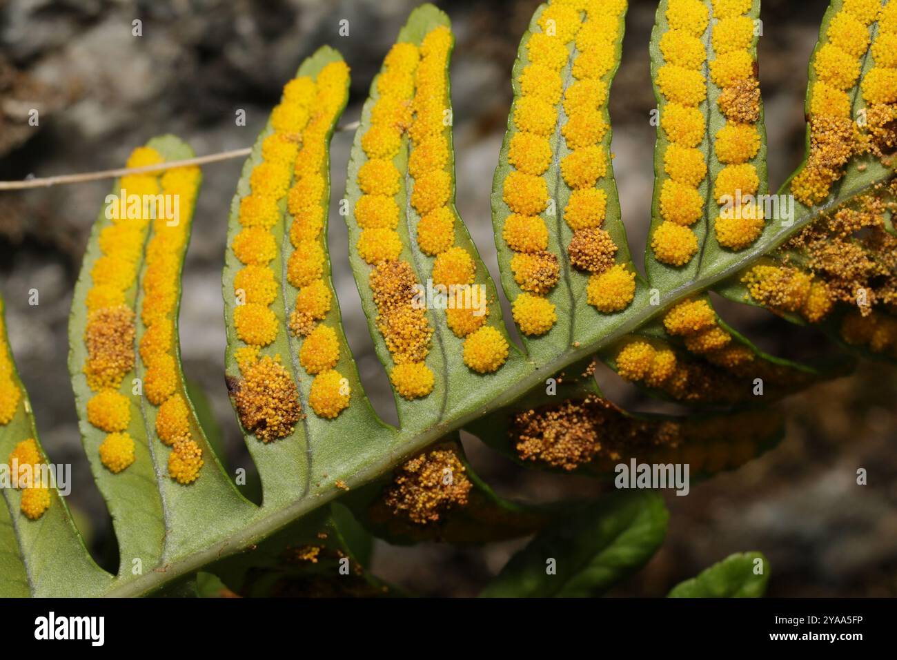 common polypody (Polypodium vulgare) Plantae Stock Photo - Alamy