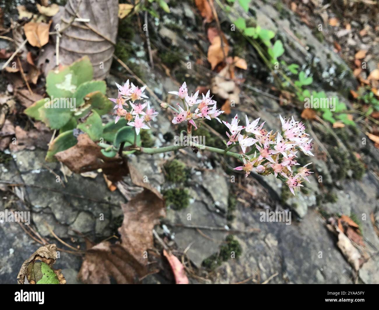 Allegheny stonecrop (Hylotelephium telephioides) Plantae Stock Photo ...