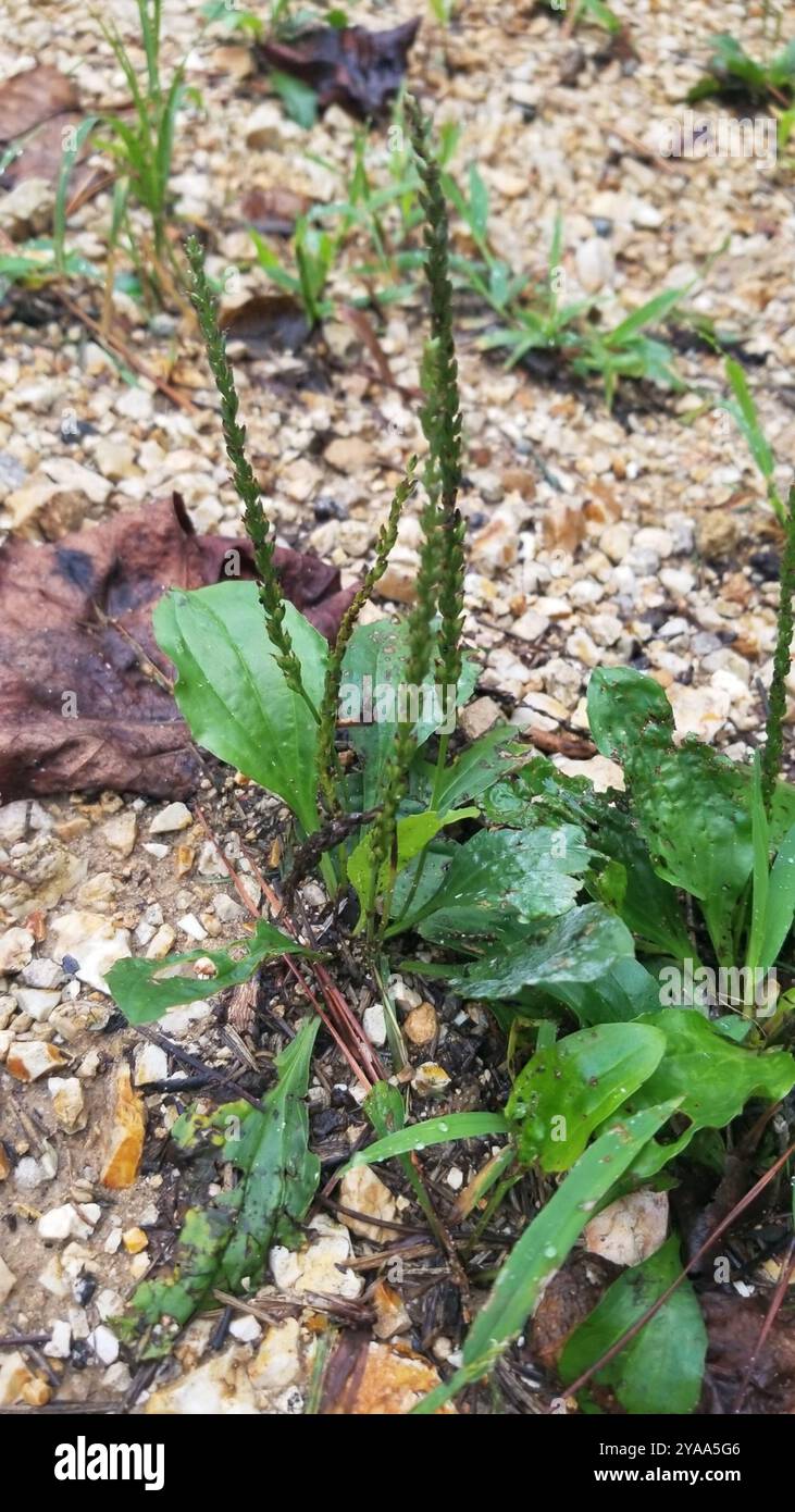 American plantain (Plantago rugelii) Plantae Stock Photo - Alamy