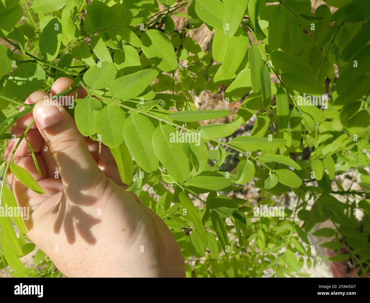 (Pterodon emarginatus) Plantae Stock Photo - Alamy