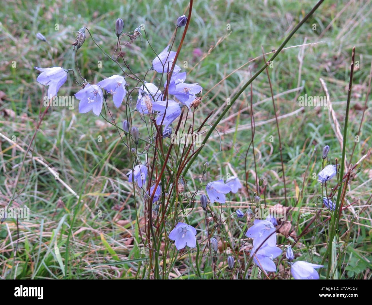 Common Harebell (Campanula rotundifolia) Plantae Stock Photo - Alamy