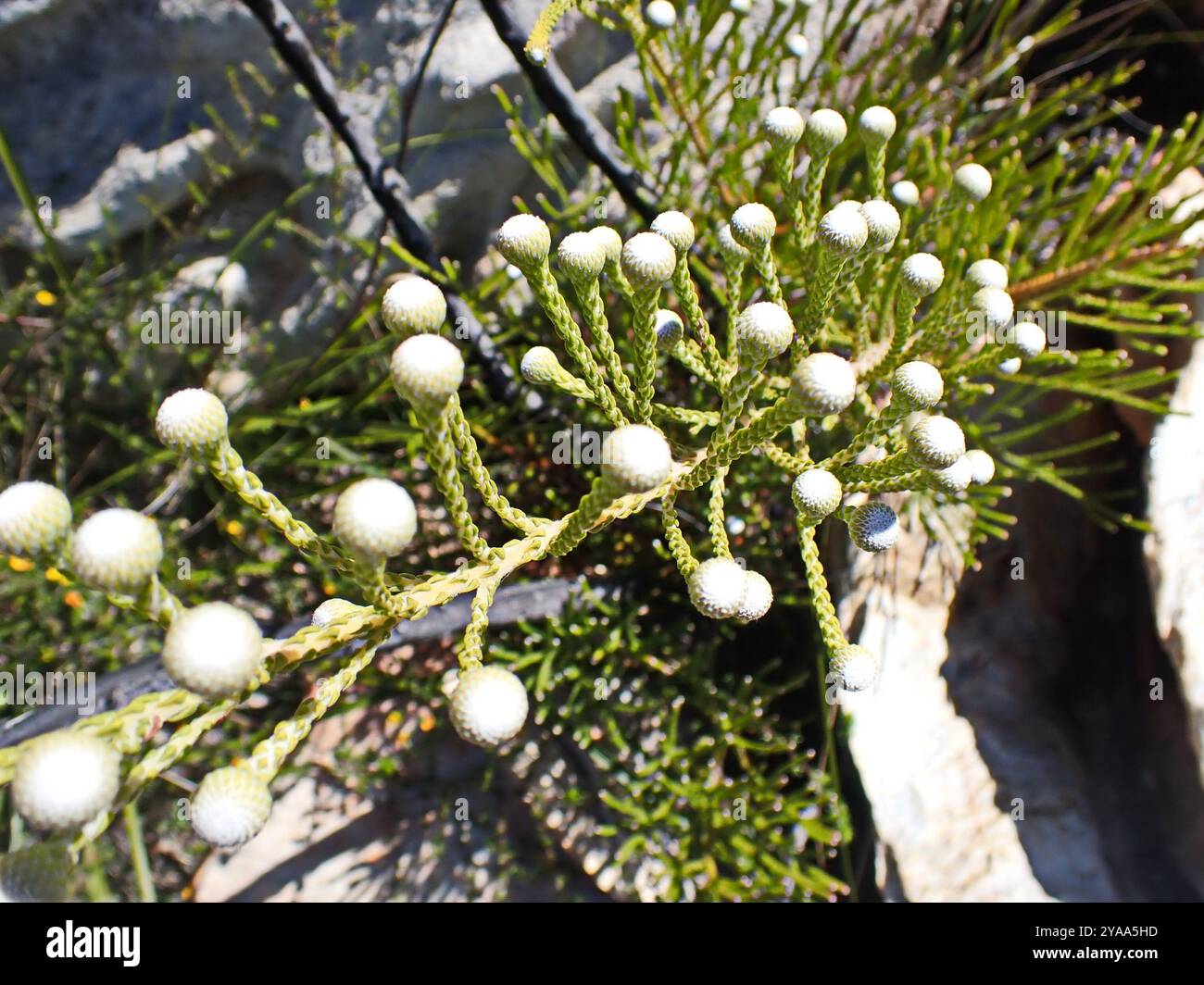 Cone Stompie (Brunia noduliflora) Plantae Stock Photo - Alamy