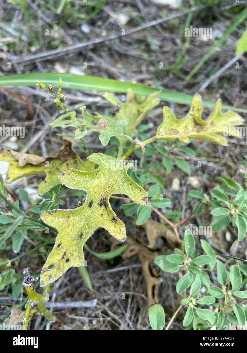 western horsenettle (Solanum dimidiatum) Plantae Stock Photo - Alamy