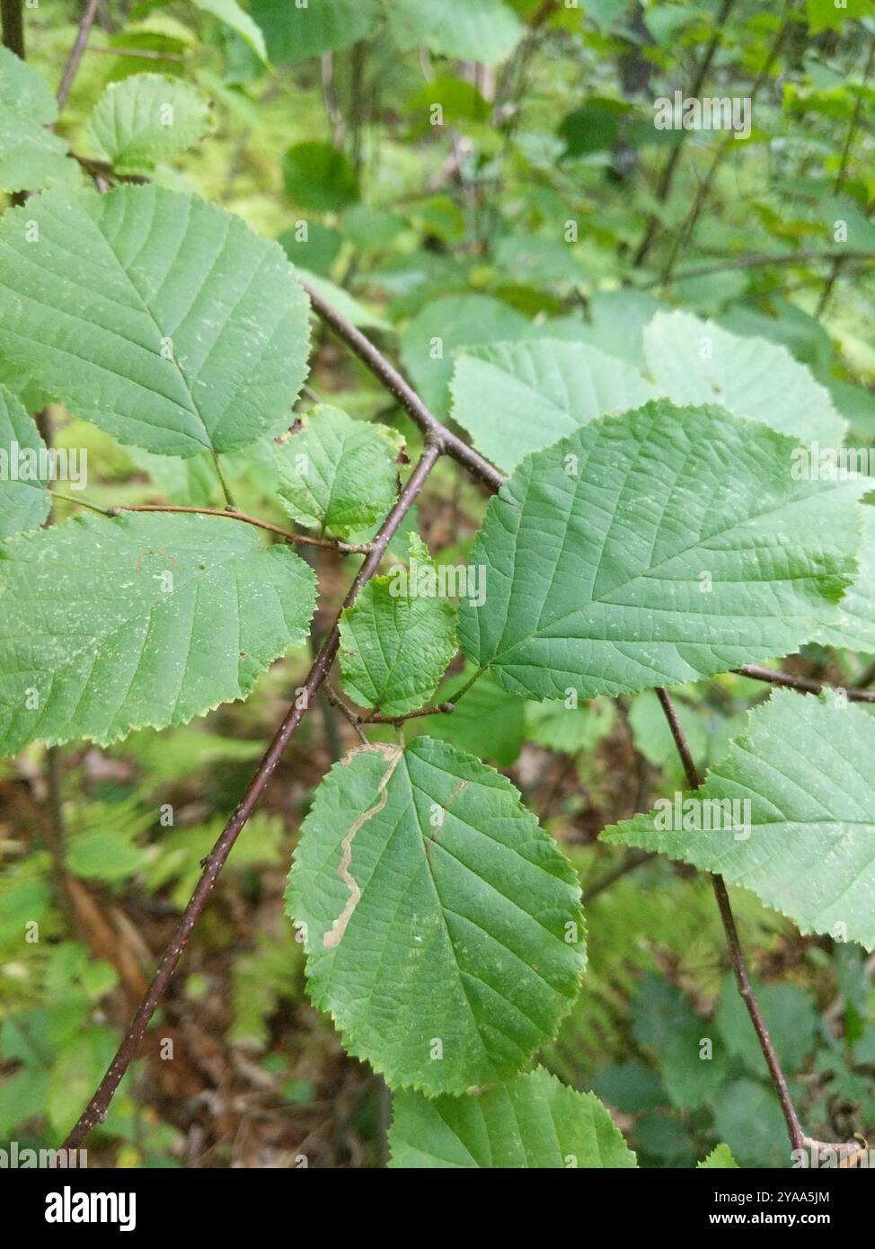 Birch family betulaceae plantae hi-res stock photography and images - Alamy