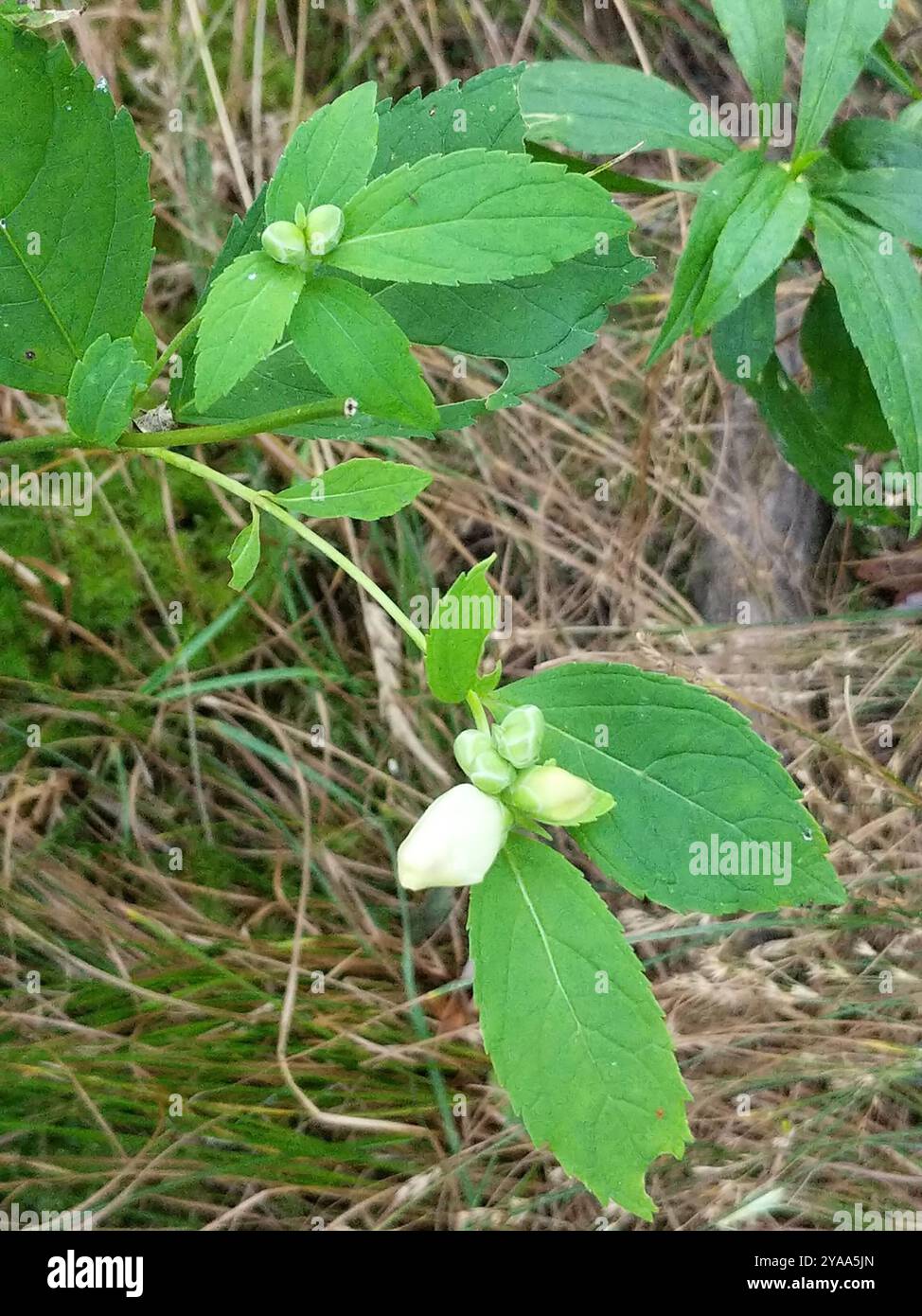 white turtlehead (Chelone glabra) Plantae Stock Photo - Alamy
