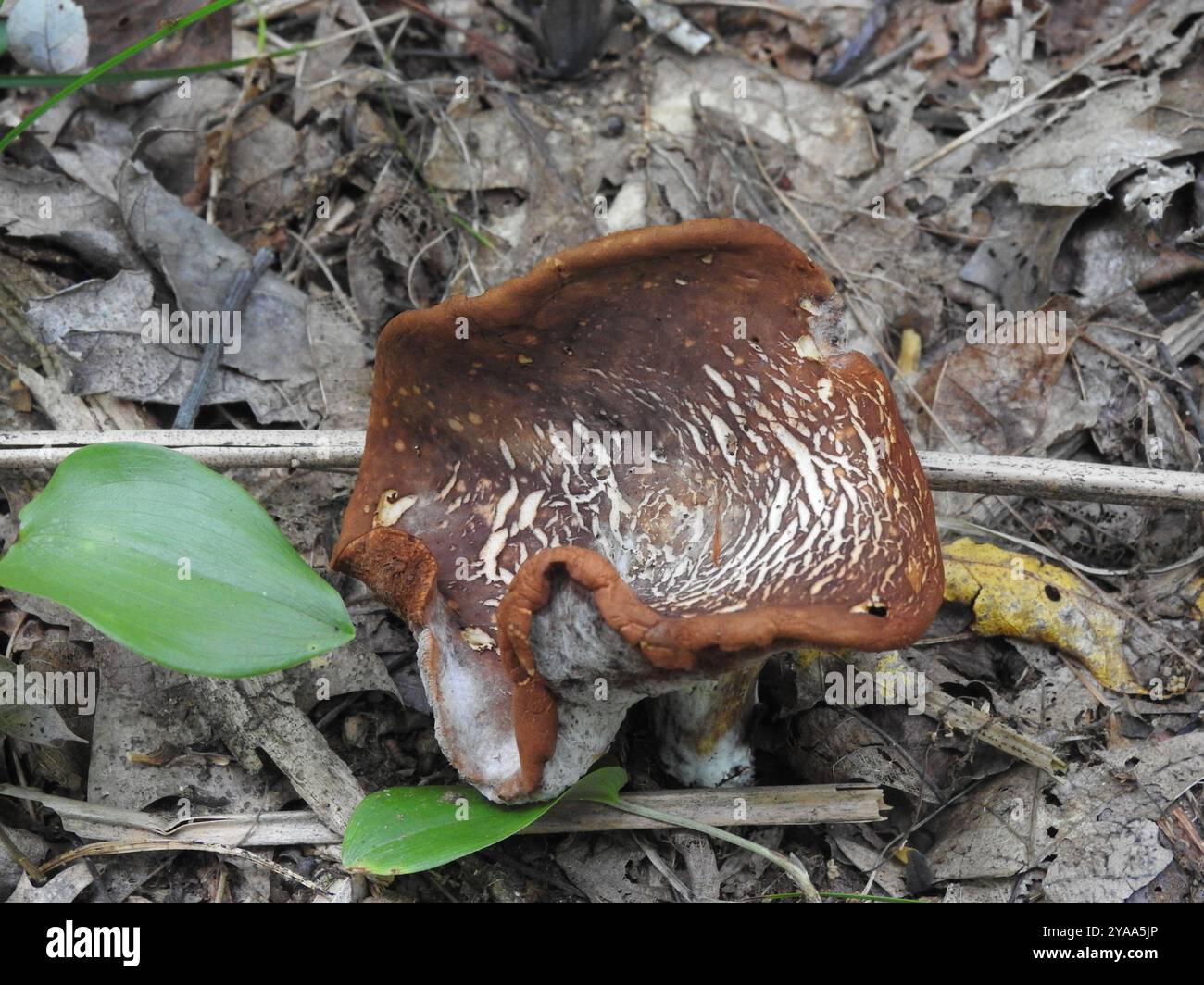 Red-mouth Bolete (Neoboletus subvelutipes) Fungi Stock Photo - Alamy