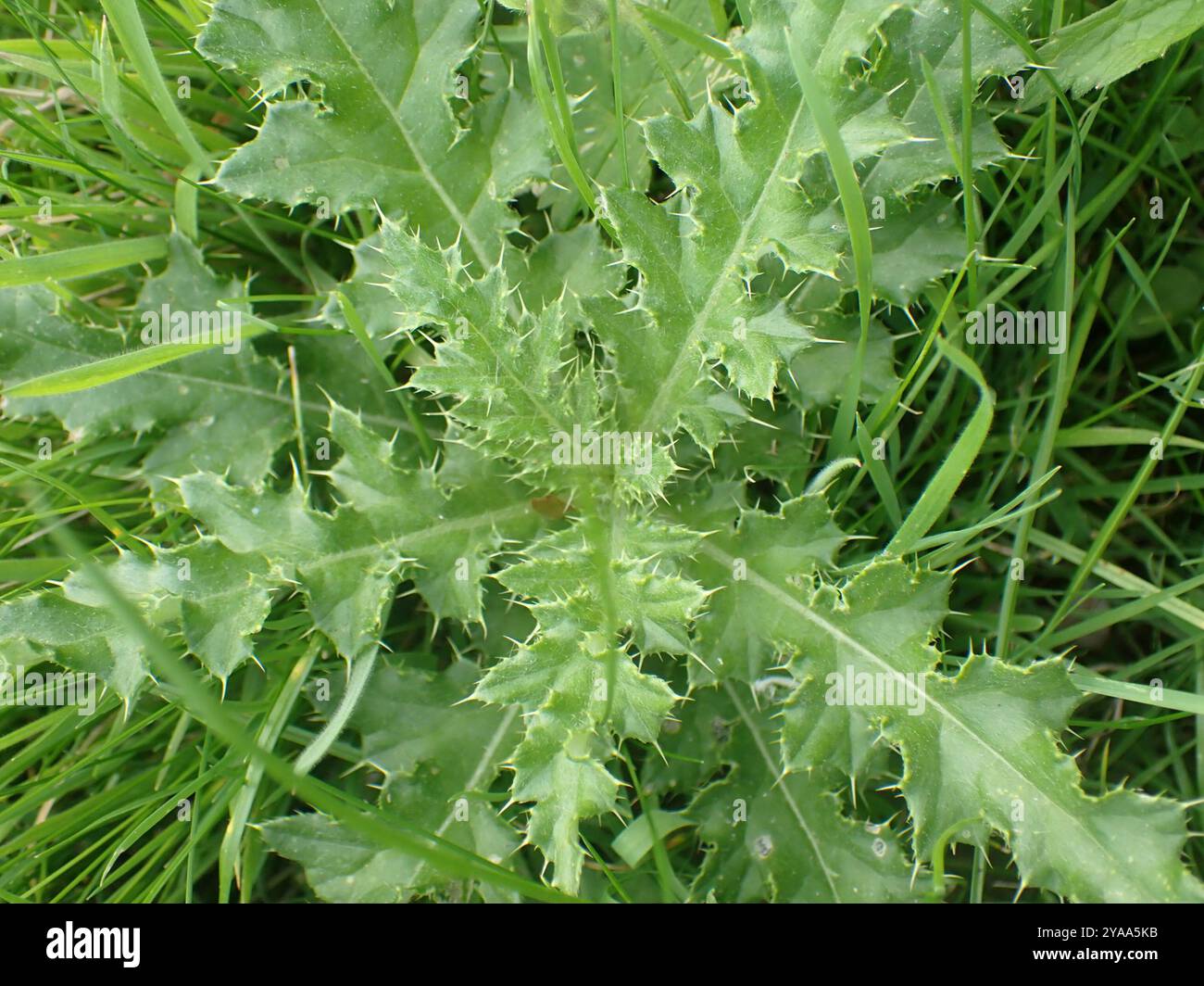 creeping thistle (Cirsium arvense) Plantae Stock Photo - Alamy