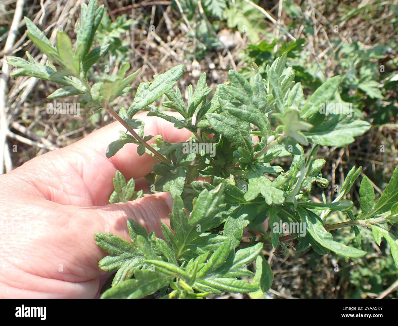 common mugwort (Artemisia vulgaris) Plantae Stock Photo - Alamy