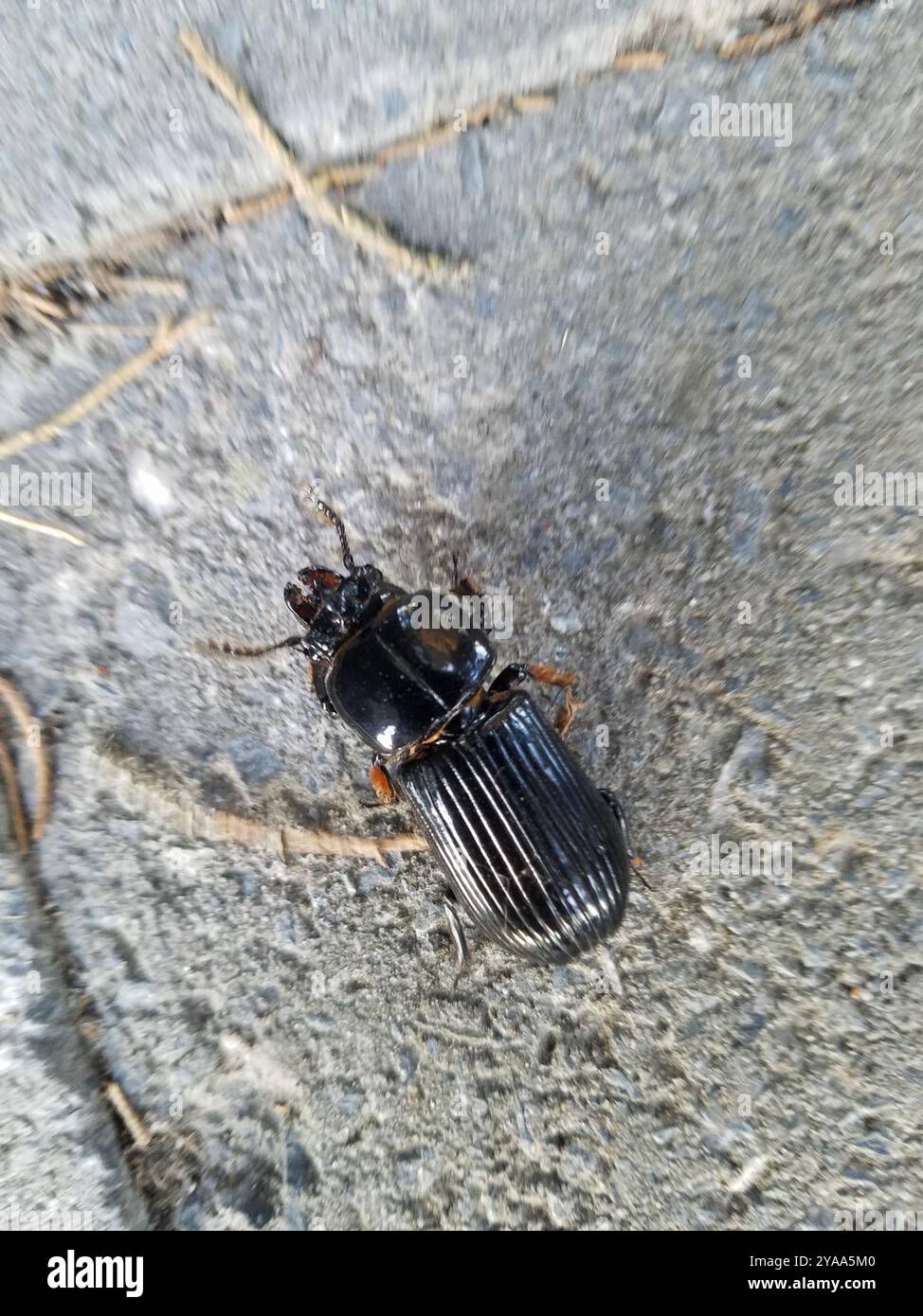 Horned Passalus Beetle (Odontotaenius disjunctus) Insecta Stock Photo ...