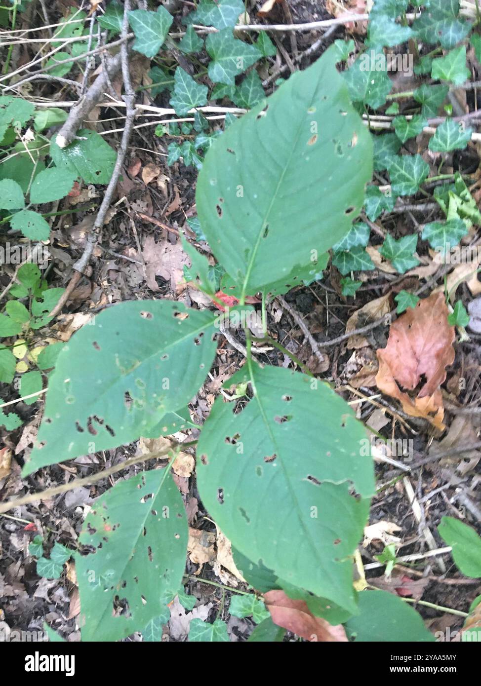 American jumpseed (Persicaria virginiana) Plantae Stock Photo - Alamy