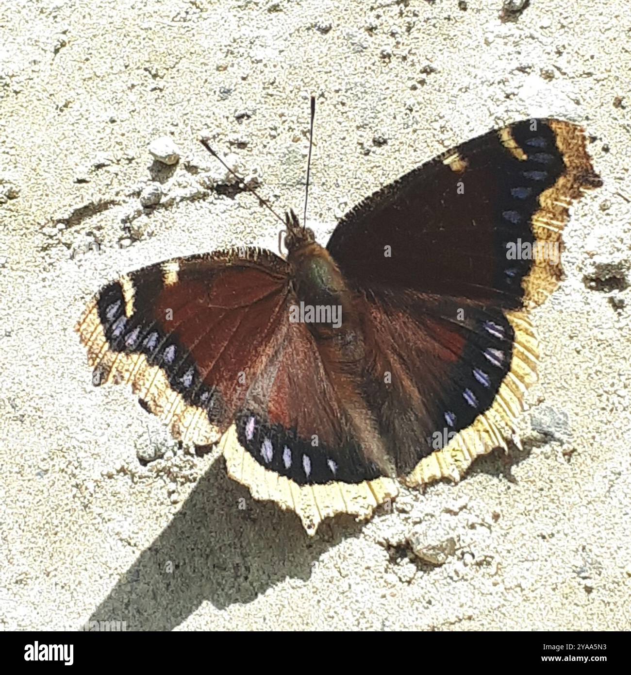 Mourning Cloak (Nymphalis antiopa) Insecta Stock Photo - Alamy