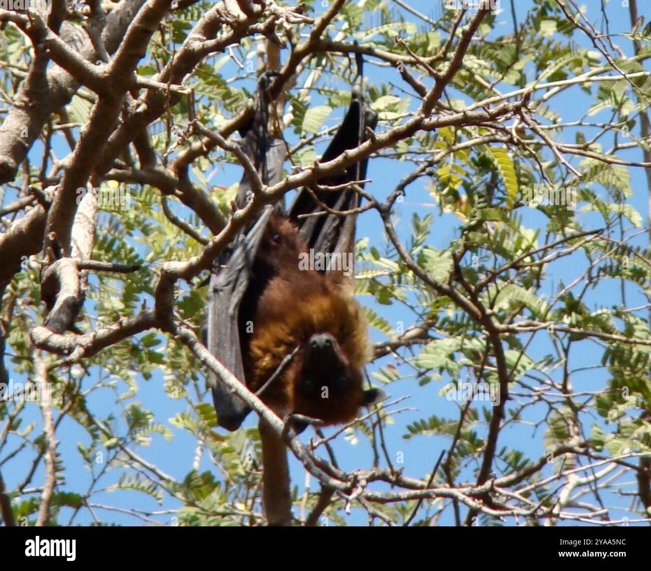 Indian Flying-fox (Pteropus giganteus) Mammalia Stock Photo - Alamy