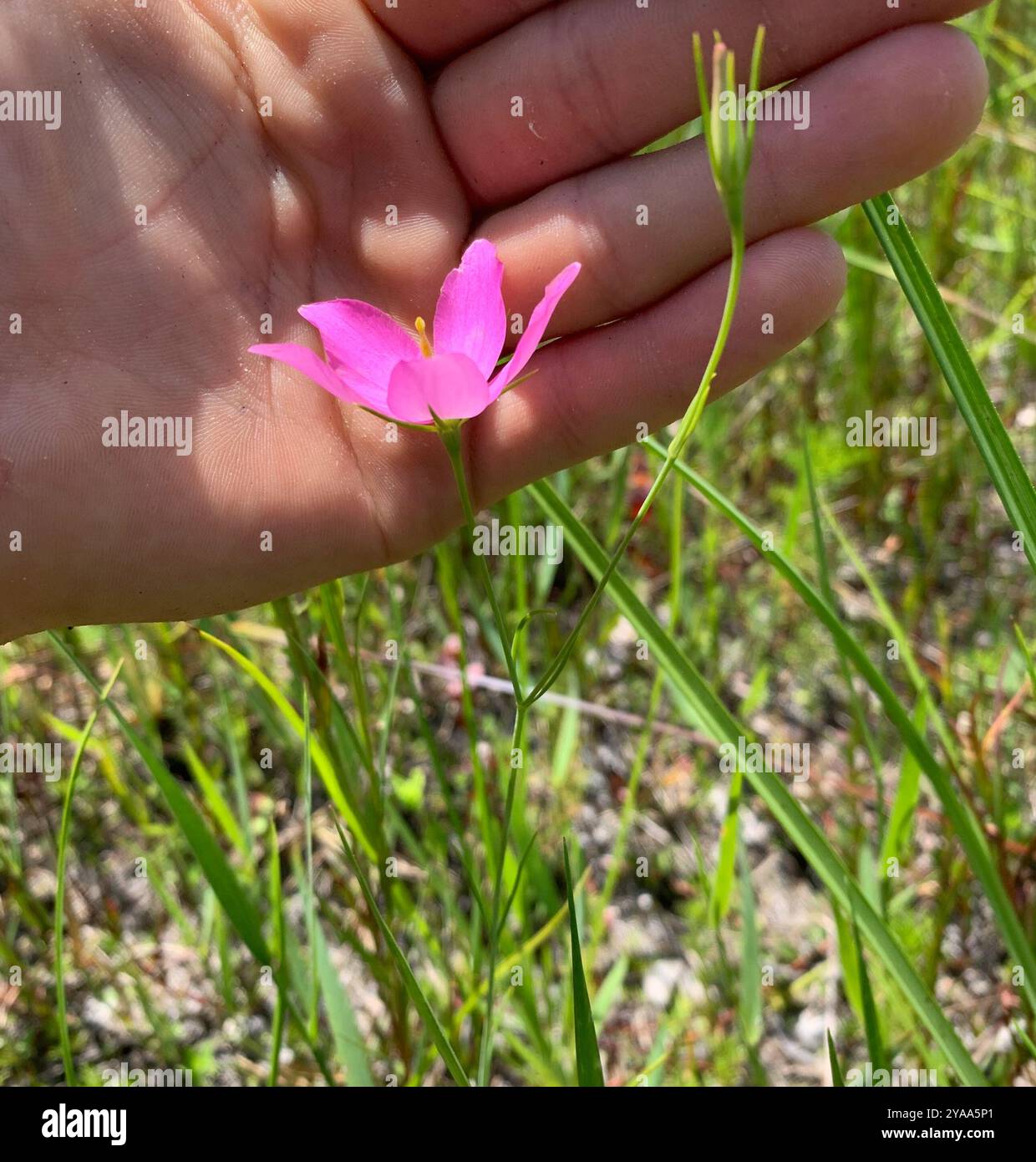 Largeflower Rose Gentian (Sabatia grandiflora) Plantae Stock Photo - Alamy