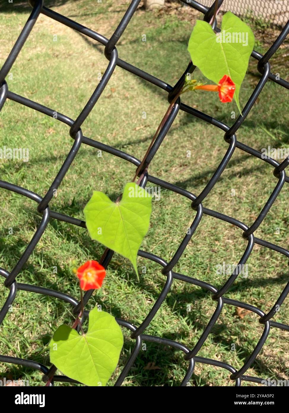 red morning glory (Ipomoea coccinea) Plantae Stock Photo - Alamy