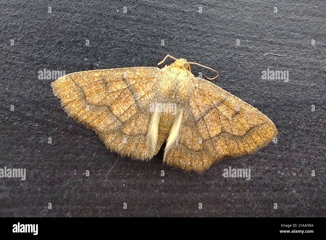 Geometer Moths (Geometridae) Insecta Stock Photo - Alamy