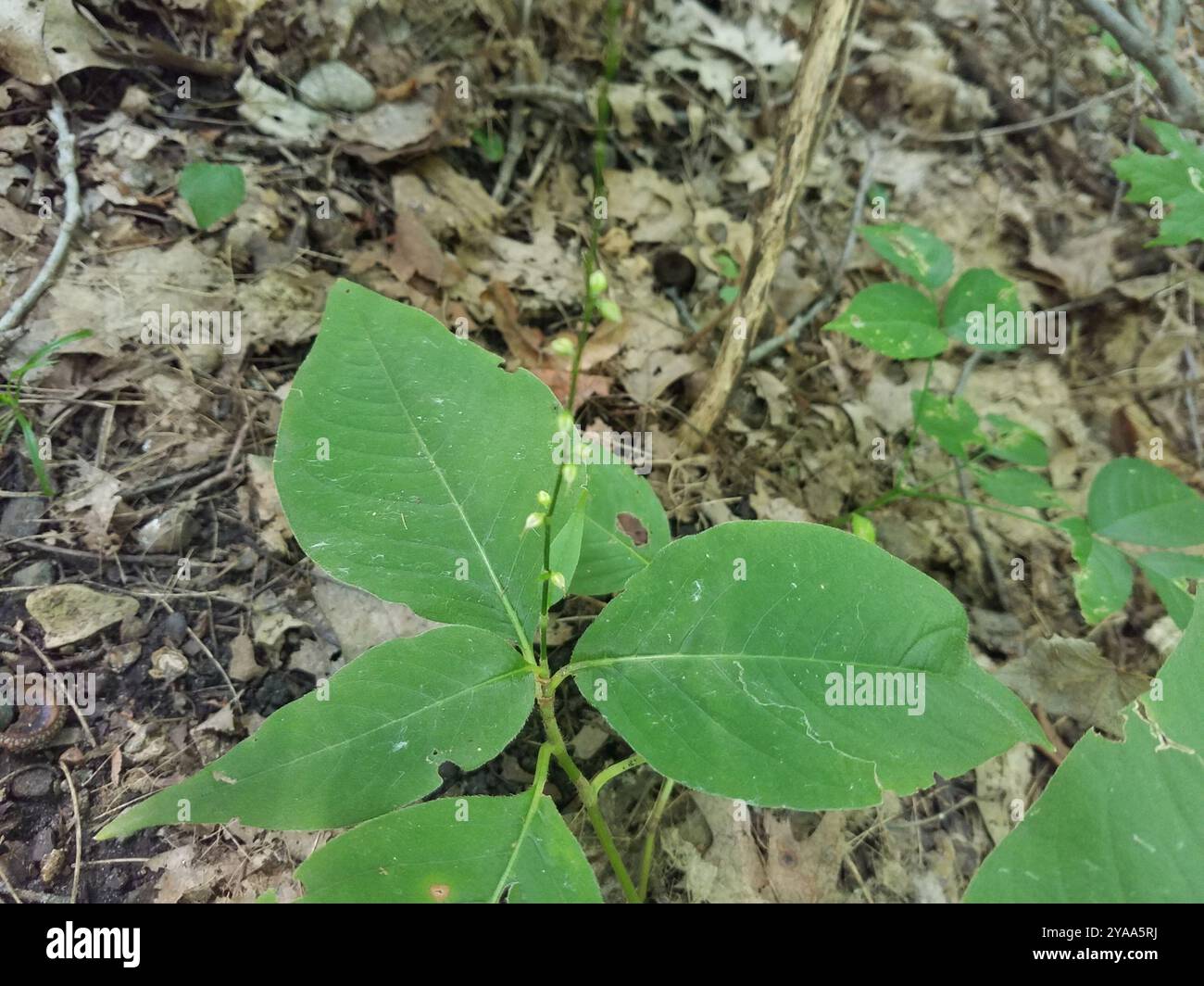 American jumpseed (Persicaria virginiana) Plantae Stock Photo - Alamy