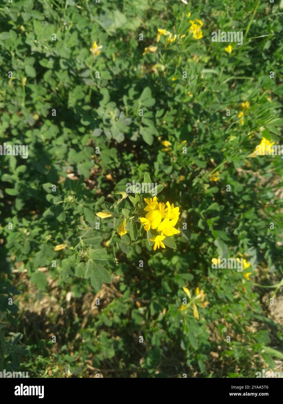 sickle alfalfa (Medicago falcata) Plantae Stock Photo - Alamy