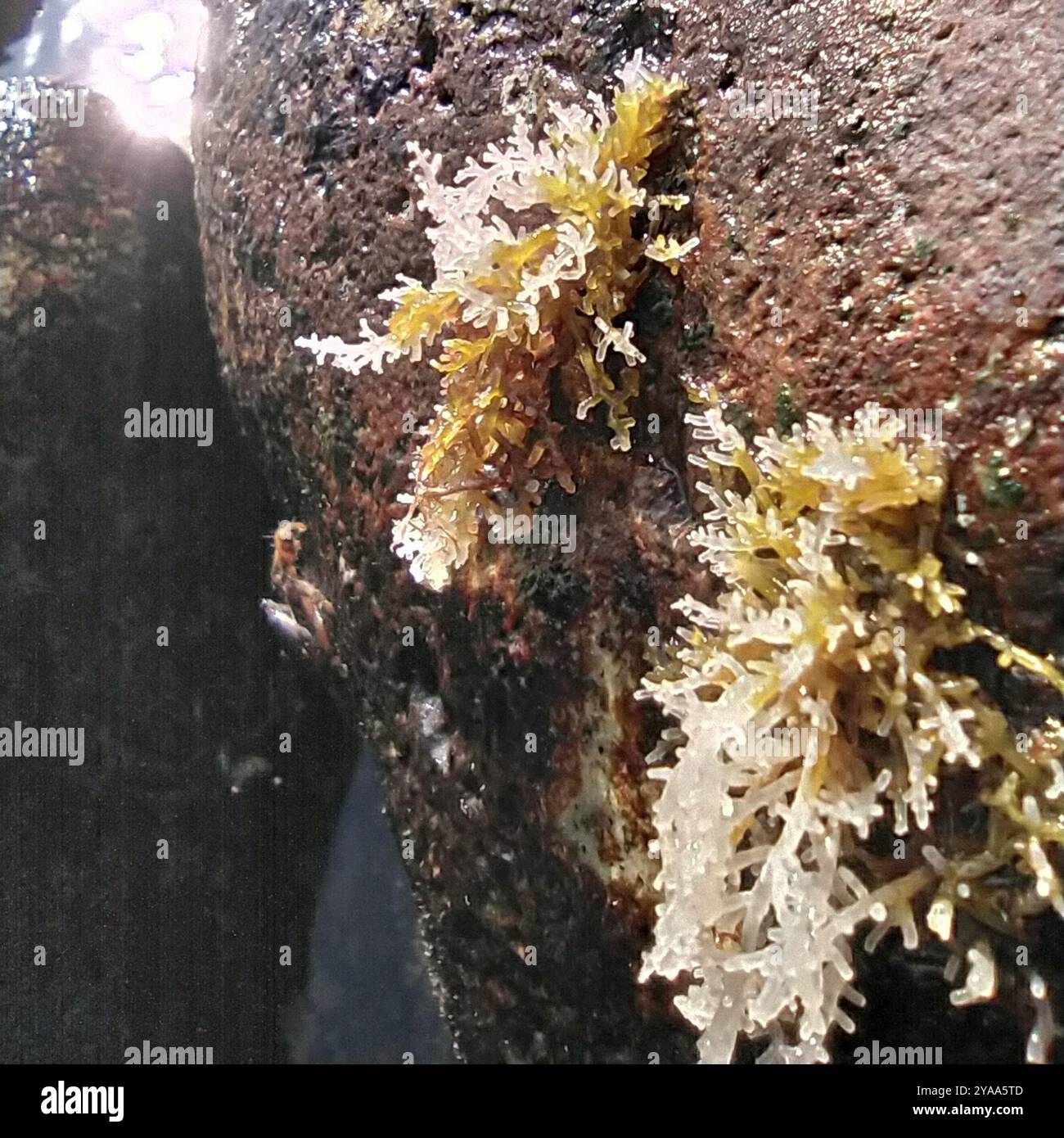 red algae (Rhodophyta) Plantae Stock Photo - Alamy