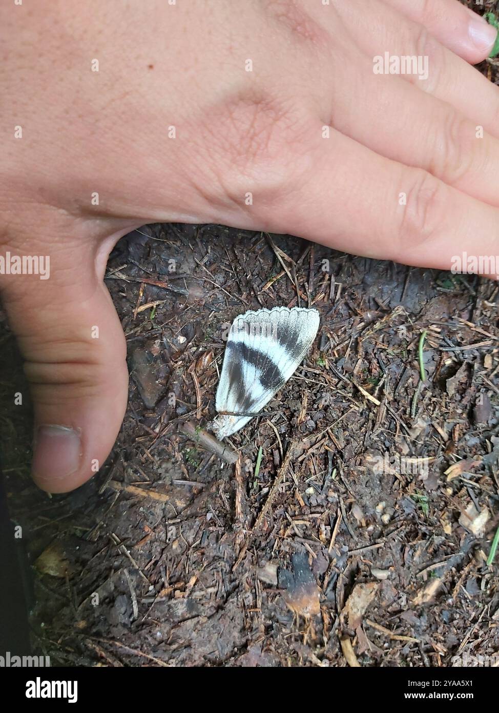Blue Underwing (Catocala fraxini) Insecta Stock Photo - Alamy