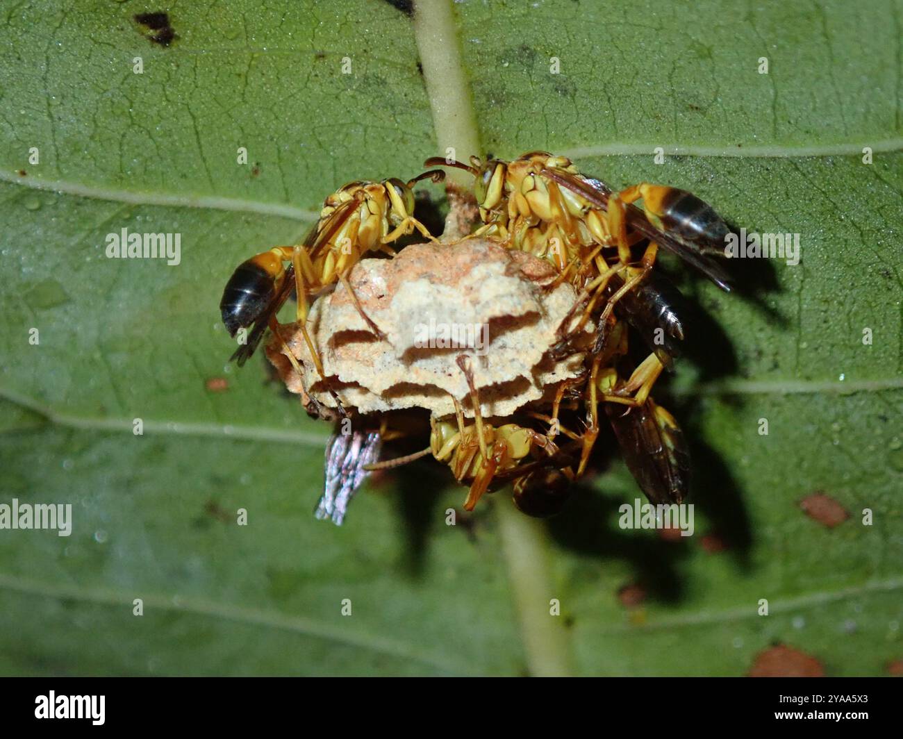 (Mischocyttarus cerberus) Insecta Stock Photo - Alamy