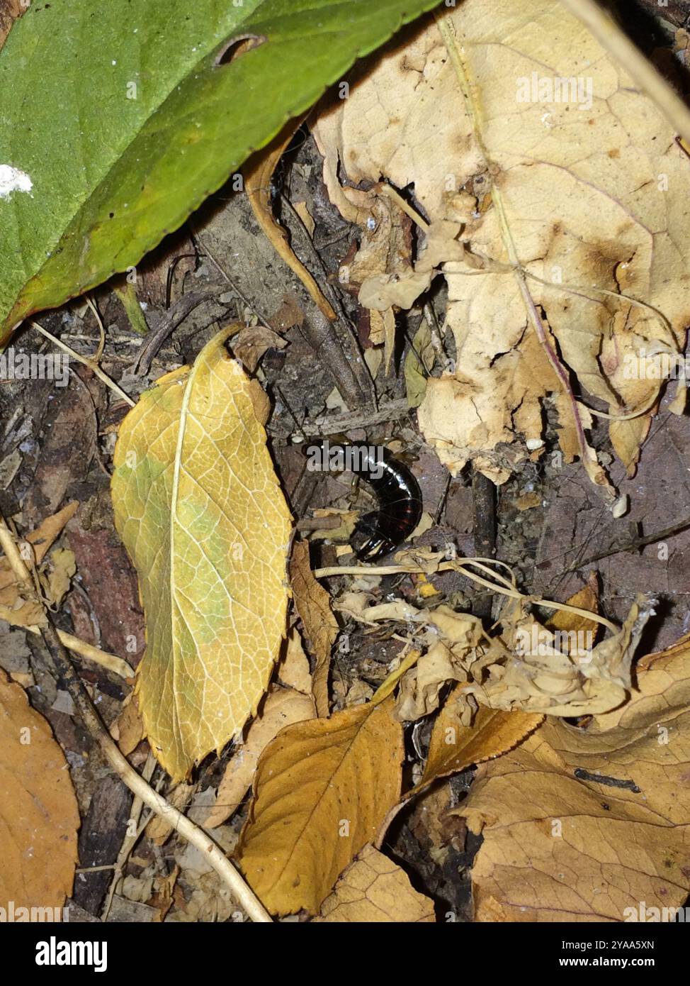Ring-legged Earwig (Euborellia annulipes) Insecta Stock Photo - Alamy