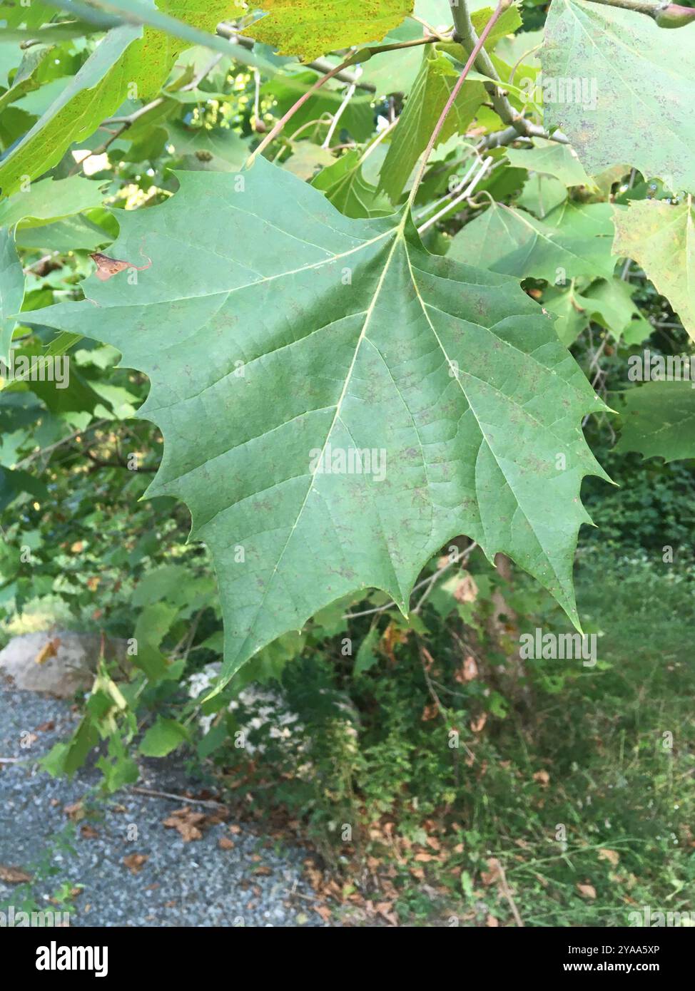 American sycamore (Platanus occidentalis) Plantae Stock Photo - Alamy