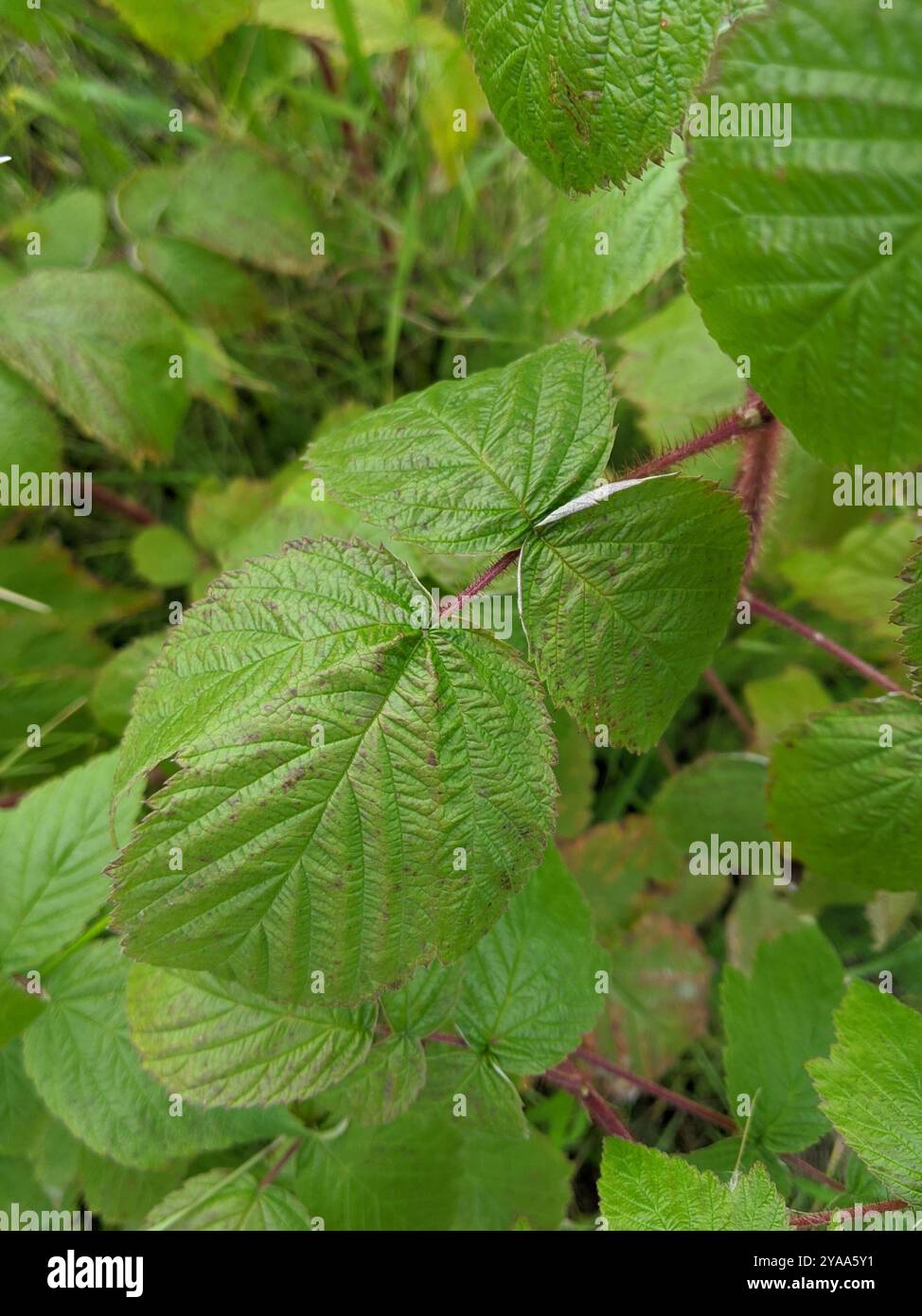 red raspberry (Rubus idaeus) Plantae Stock Photo - Alamy