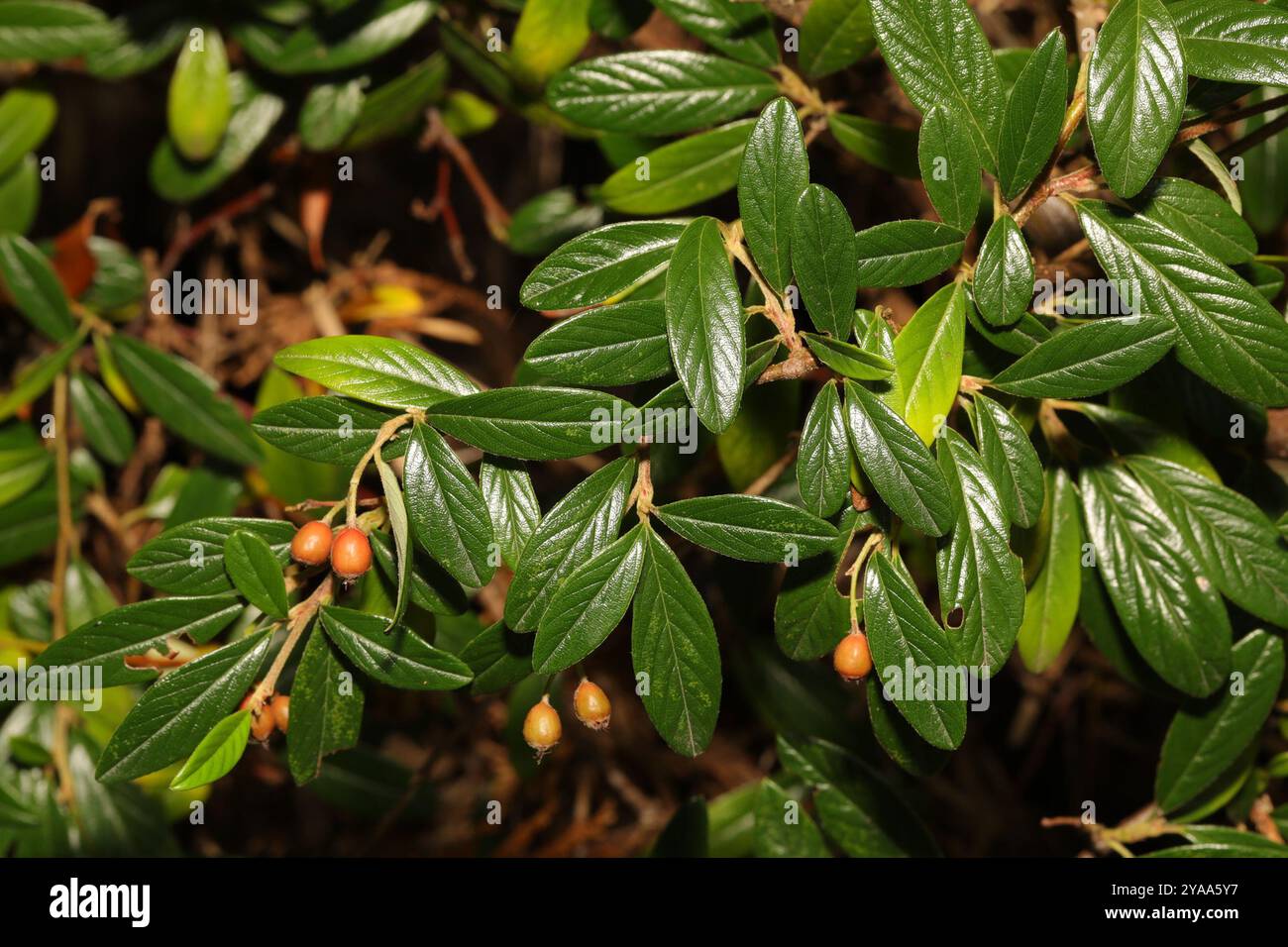Willow-leaved Cotoneaster (Cotoneaster salicifolius) Plantae Stock Photo - Alamy