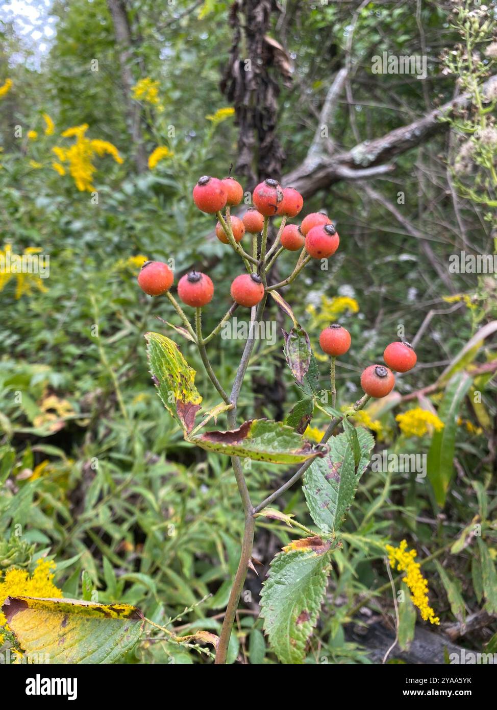climbing prairie rose (Rosa setigera) Plantae Stock Photo - Alamy