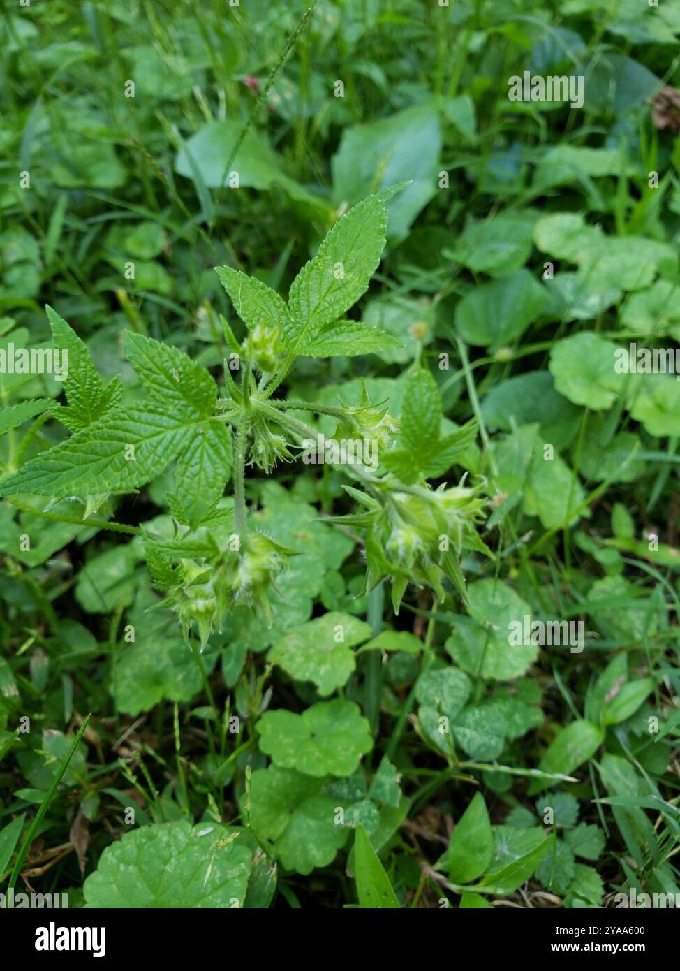Japanese Hops (Humulus scandens) Plantae Stock Photo - Alamy