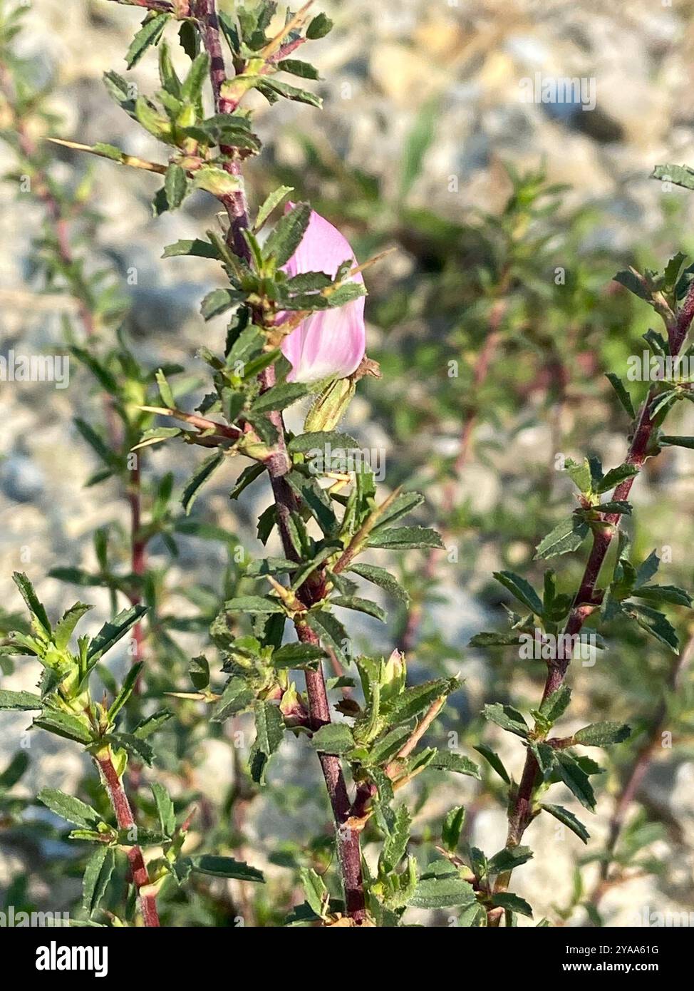 Spiny restharrow (Ononis spinosa) Plantae Stock Photo - Alamy