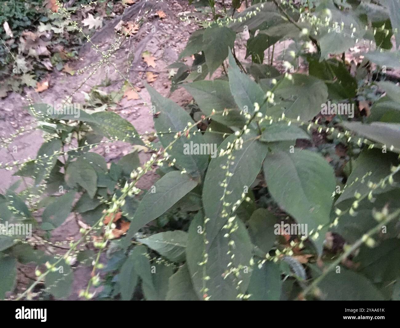 American jumpseed (Persicaria virginiana) Plantae Stock Photo - Alamy