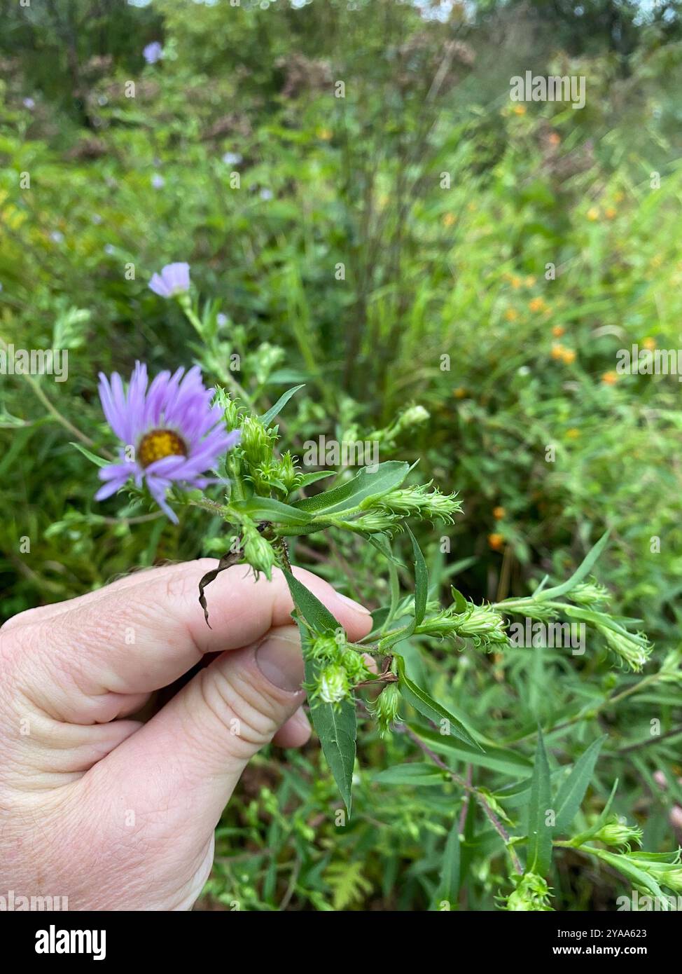 swamp aster (Symphyotrichum puniceum) Plantae Stock Photo - Alamy