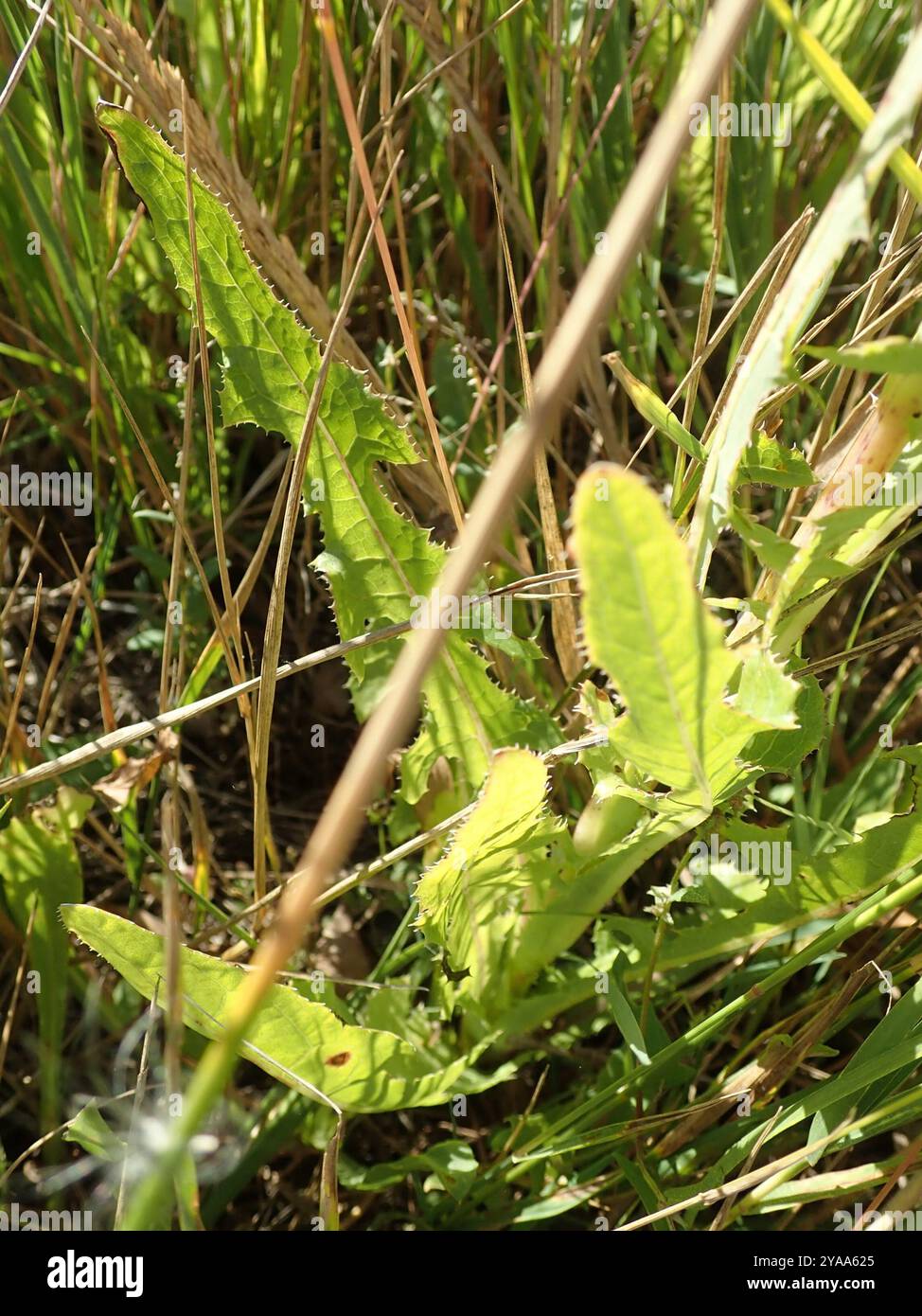 glandular field sowthistle (Sonchus arvensis arvensis) Plantae Stock ...