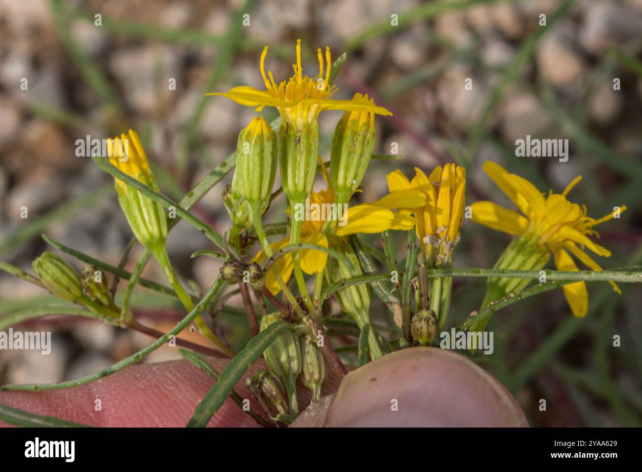 Chinchweed (Pectis papposa) Plantae Stock Photo - Alamy