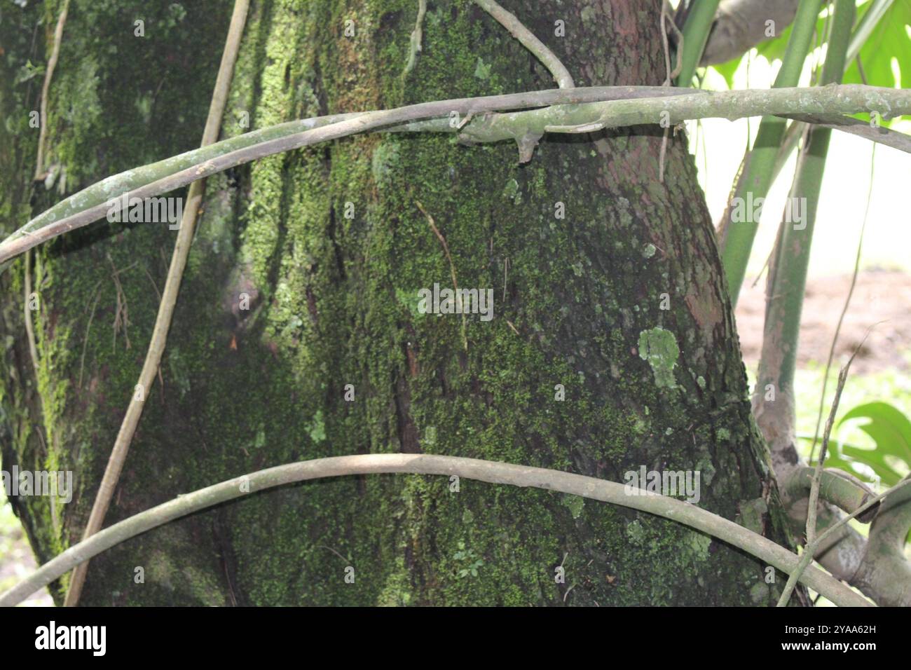 cedar of Goa (Hesperocyparis lusitanica) Plantae Stock Photo - Alamy
