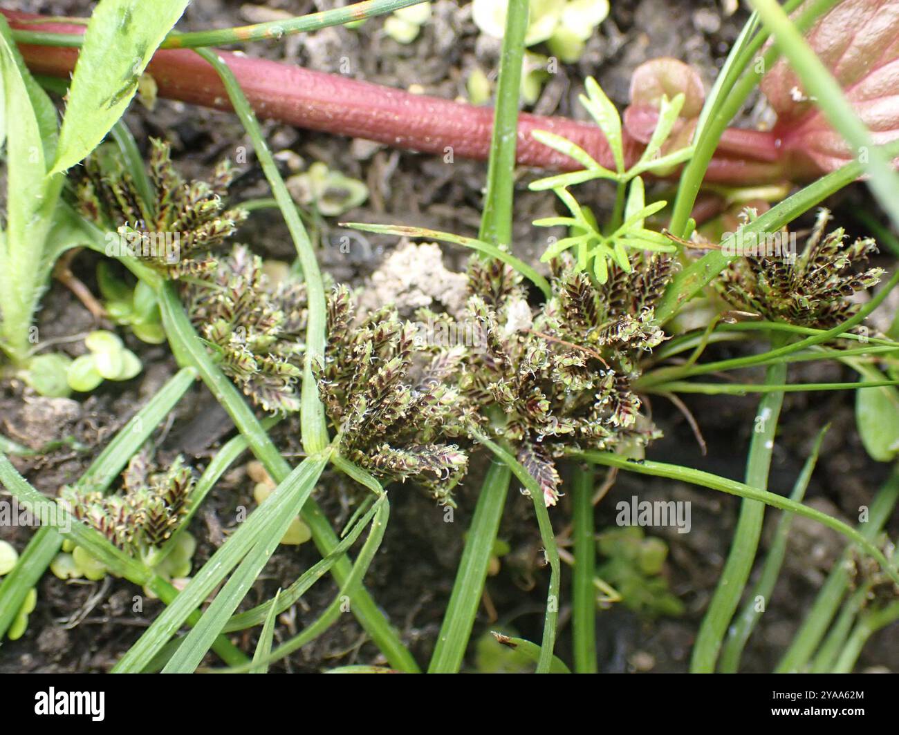 Brown Flatsedge (Cyperus fuscus) Plantae Stock Photo - Alamy