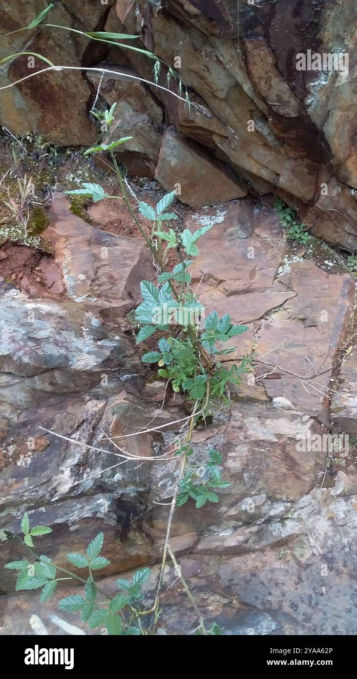 native scurf-pea (Cullen australasicum) Plantae Stock Photo - Alamy