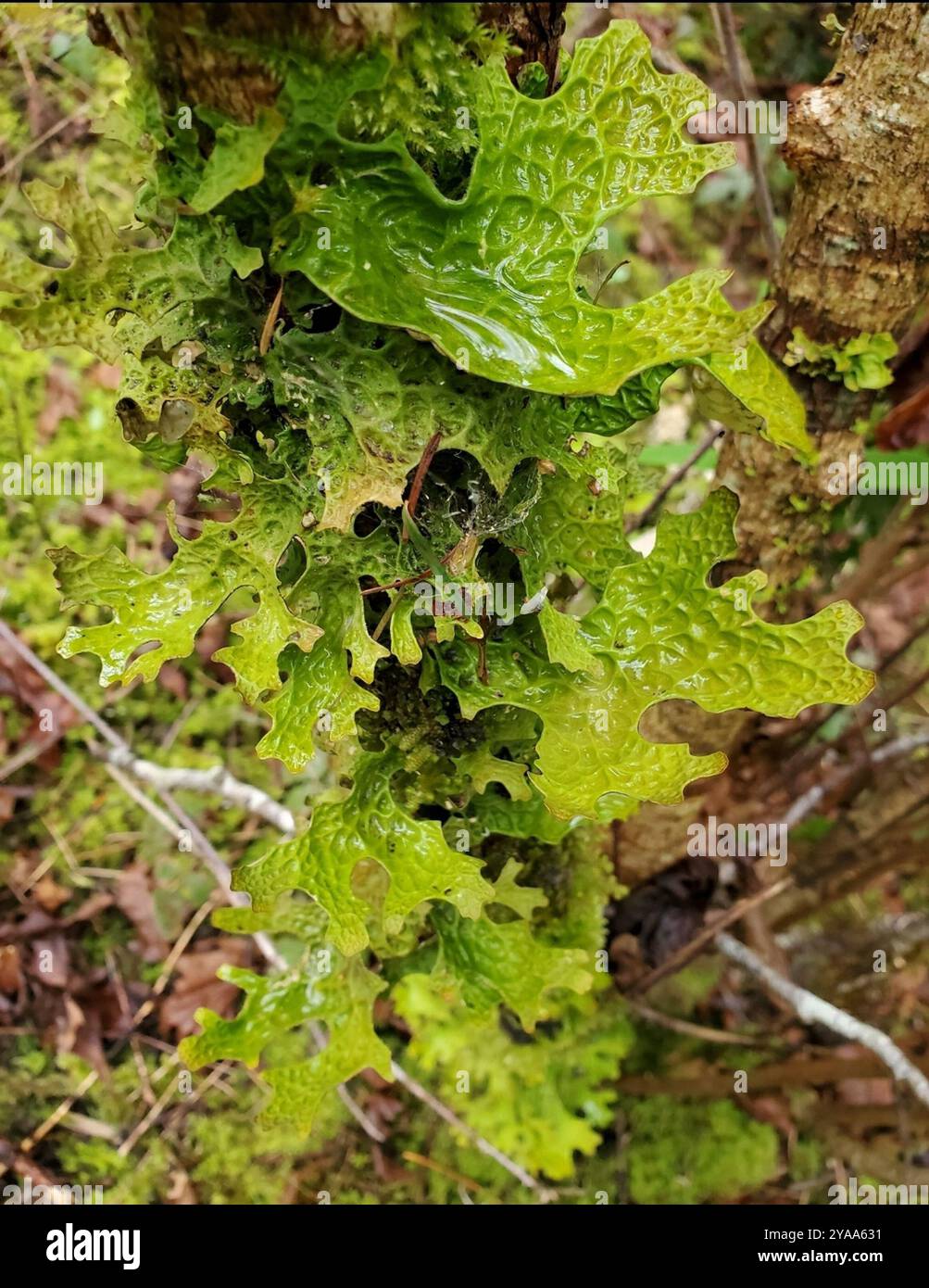 Tree Lungwort (Lobaria pulmonaria) Fungi Stock Photo - Alamy