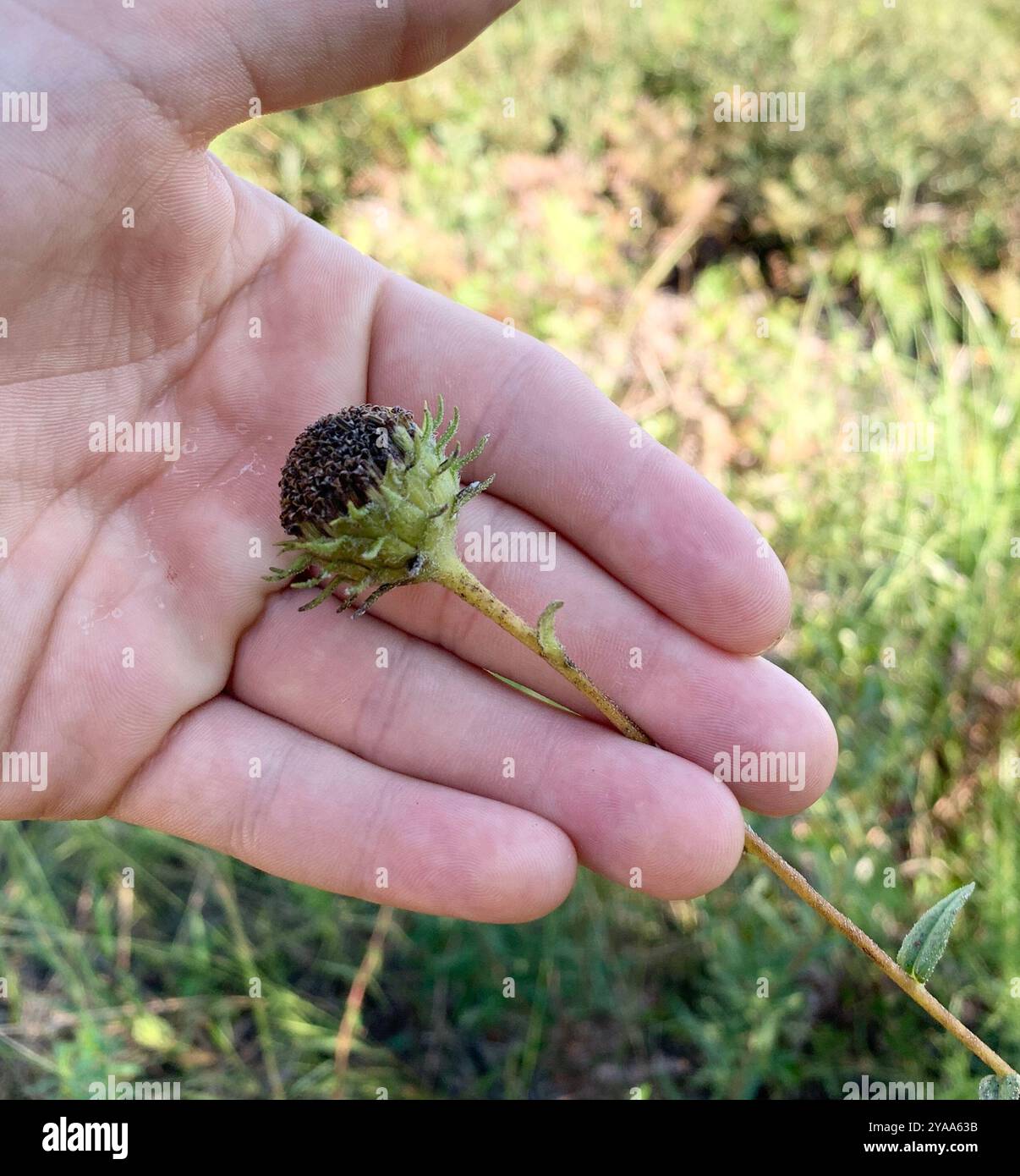 Phoebanthus hi-res stock photography and images - Alamy