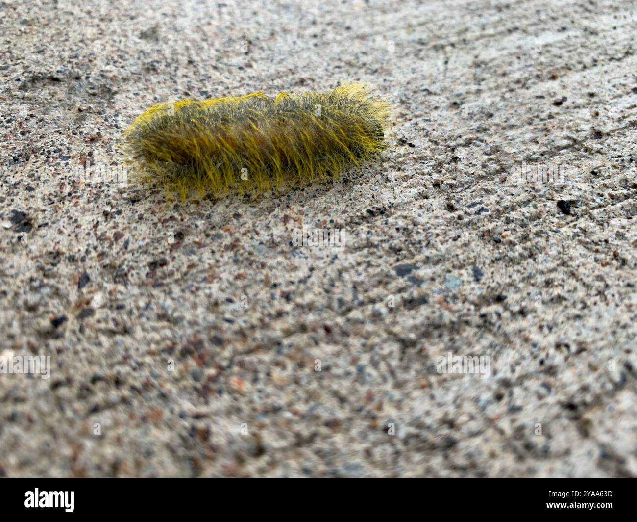 Miller Dagger (Acronicta vulpina) Insecta Stock Photo - Alamy