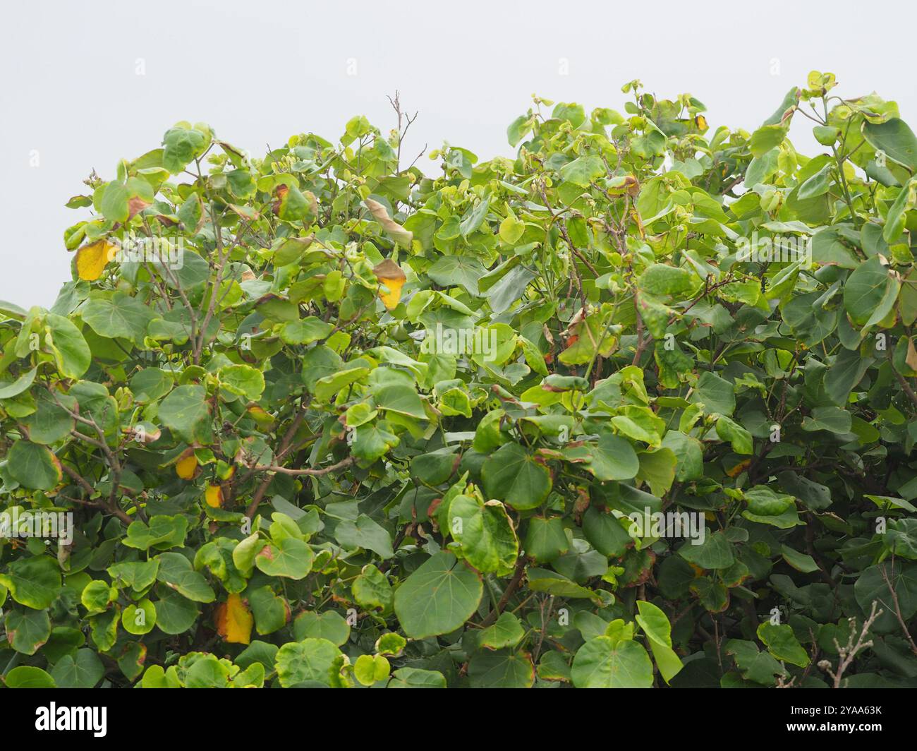 sea hibiscus (Hibiscus tiliaceus) Plantae Stock Photo - Alamy