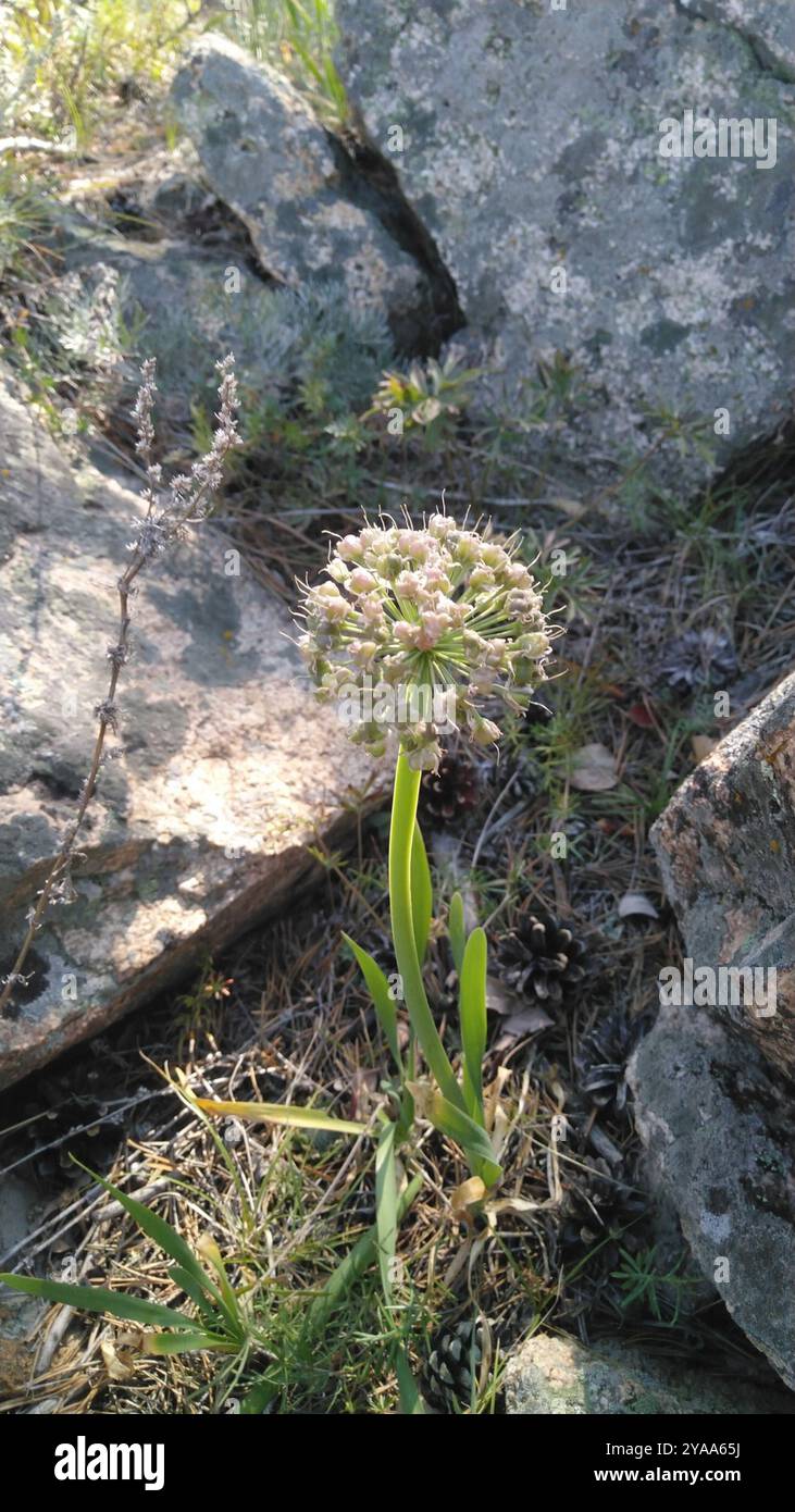 Siberian chives (Allium nutans) Plantae Stock Photo - Alamy