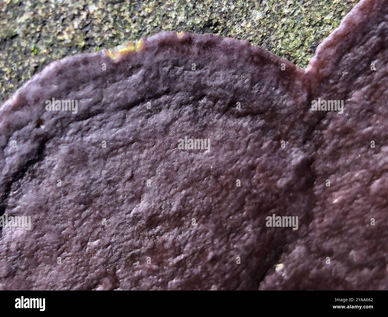 encrusting red algae (Mastocarpus) Plantae Stock Photo - Alamy