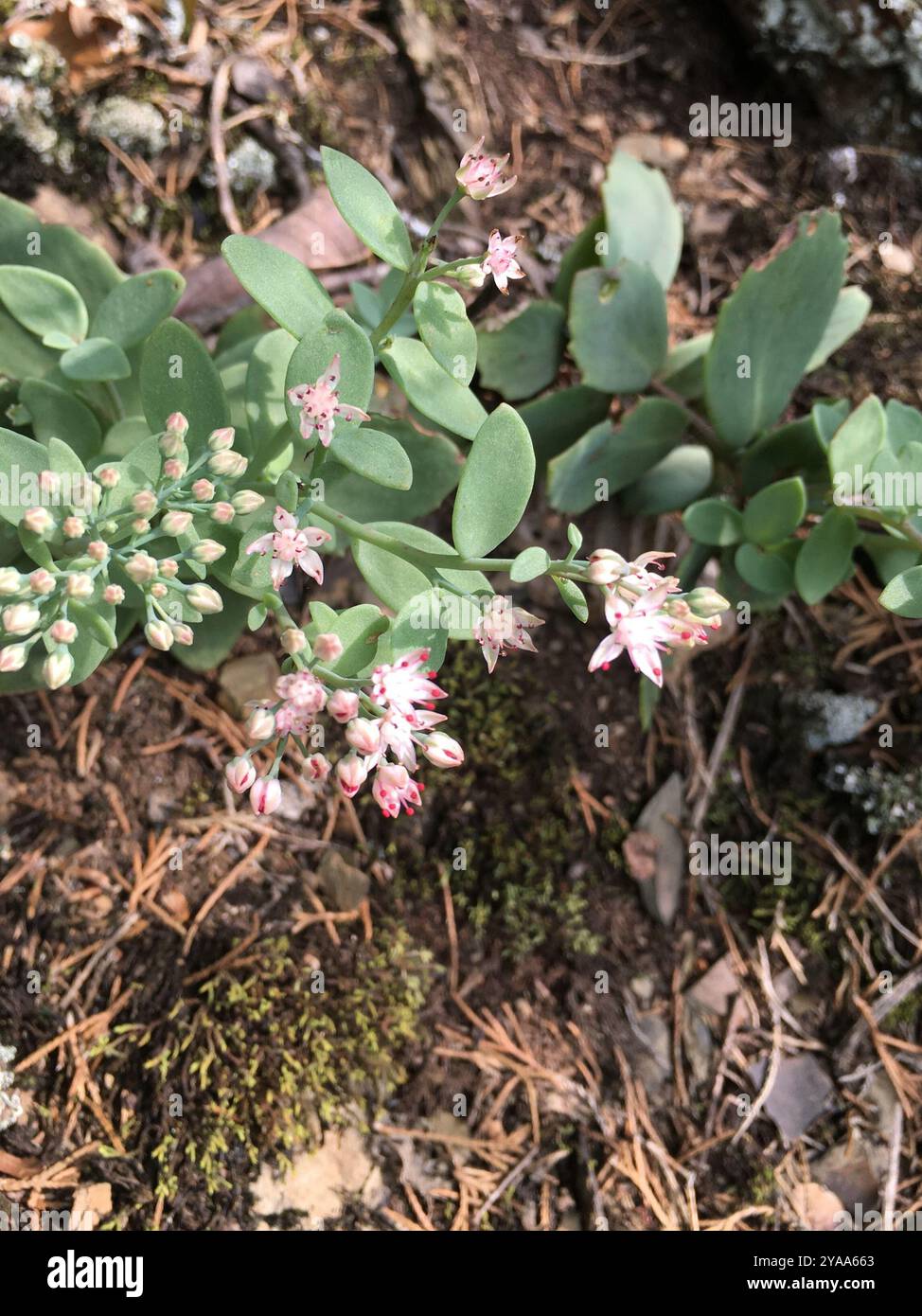 Allegheny stonecrop (Hylotelephium telephioides) Plantae Stock Photo ...