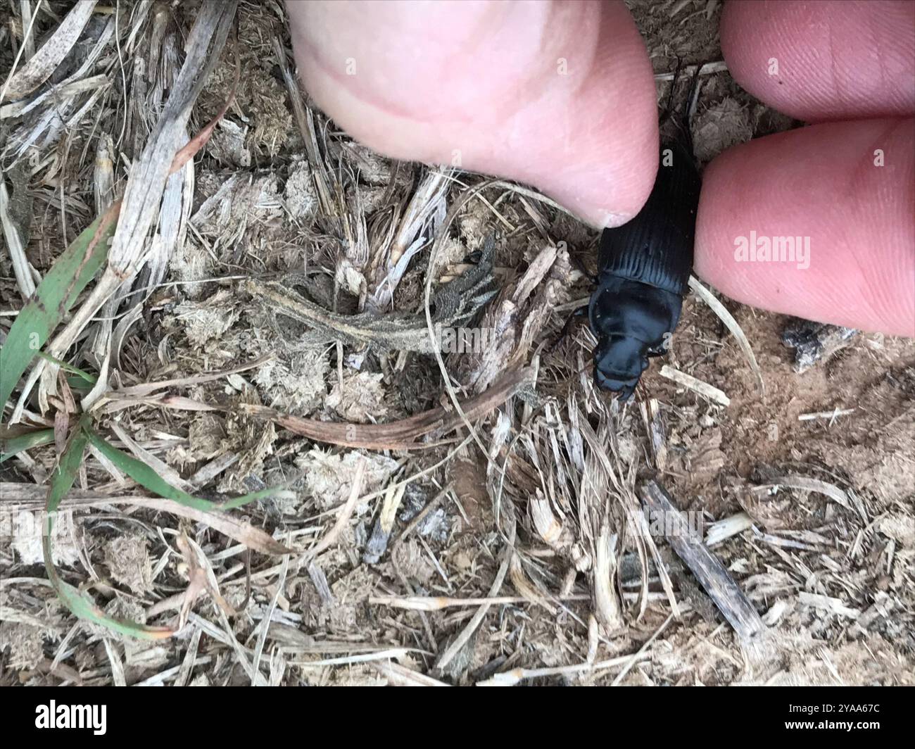 Murky Ground Beetle (Harpalus caliginosus) Insecta Stock Photo - Alamy