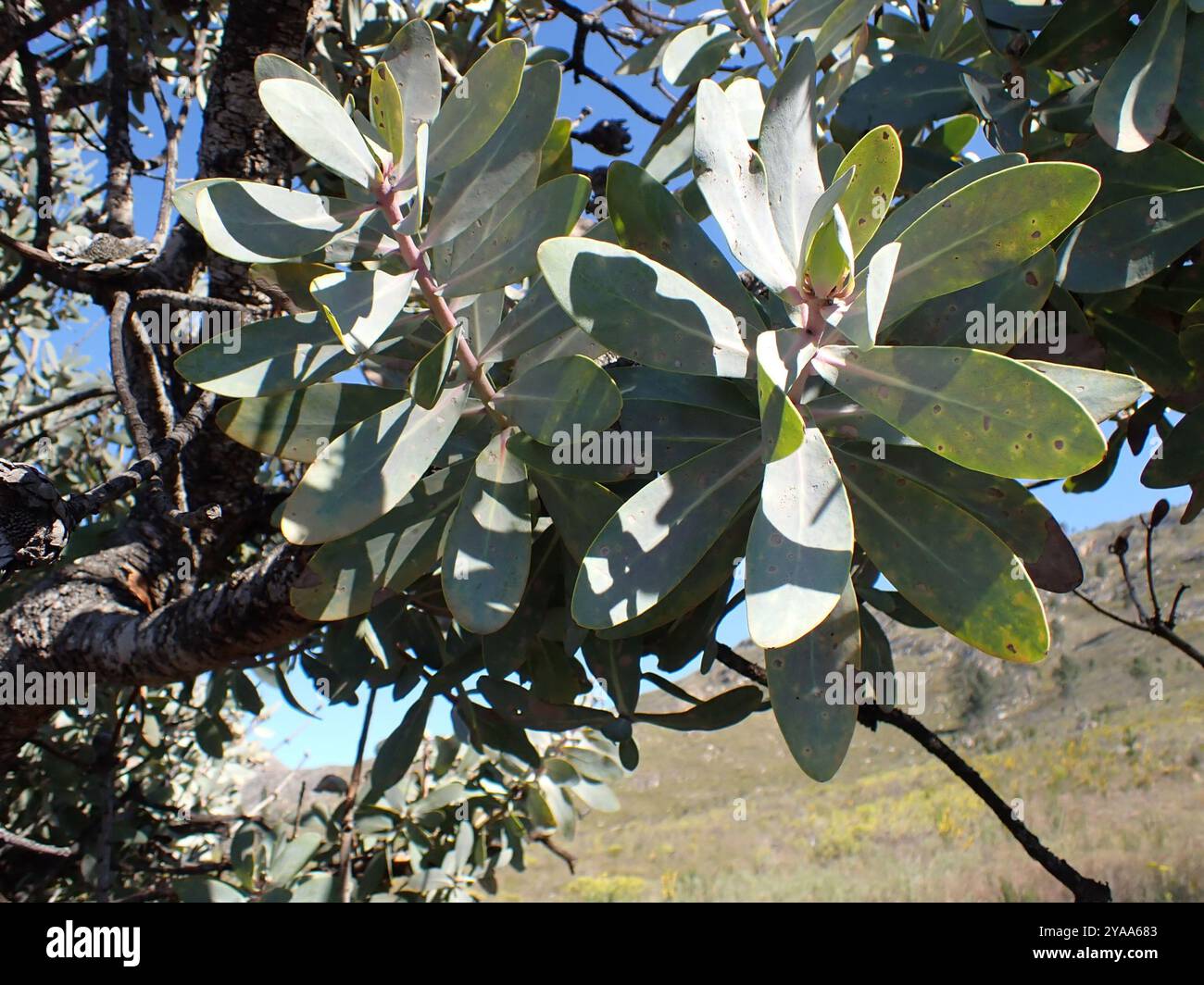 Wagon Tree (Protea nitida) Plantae Stock Photo - Alamy